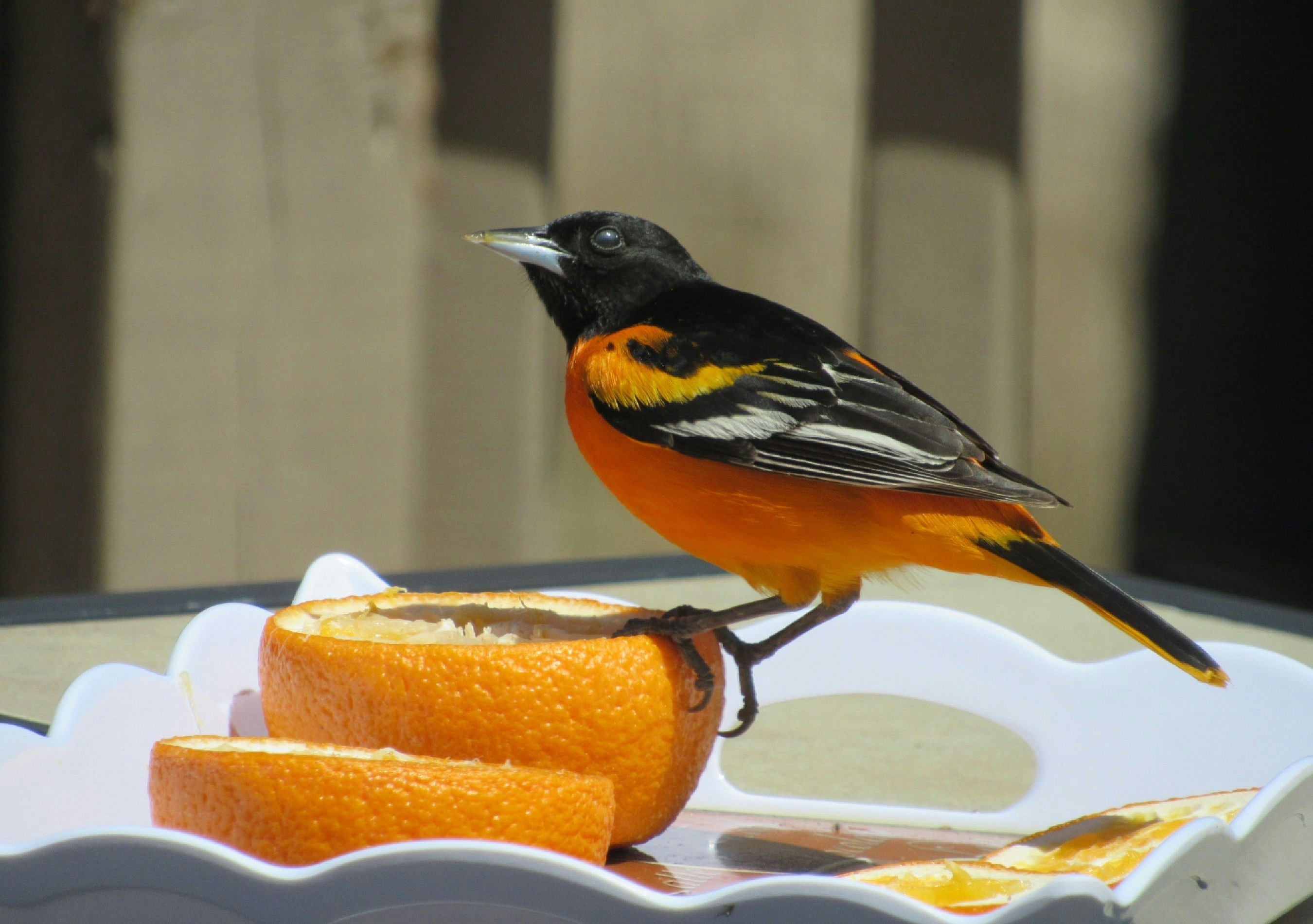 Sunlit Ember on Citrus: A Crimson-Chested Perch