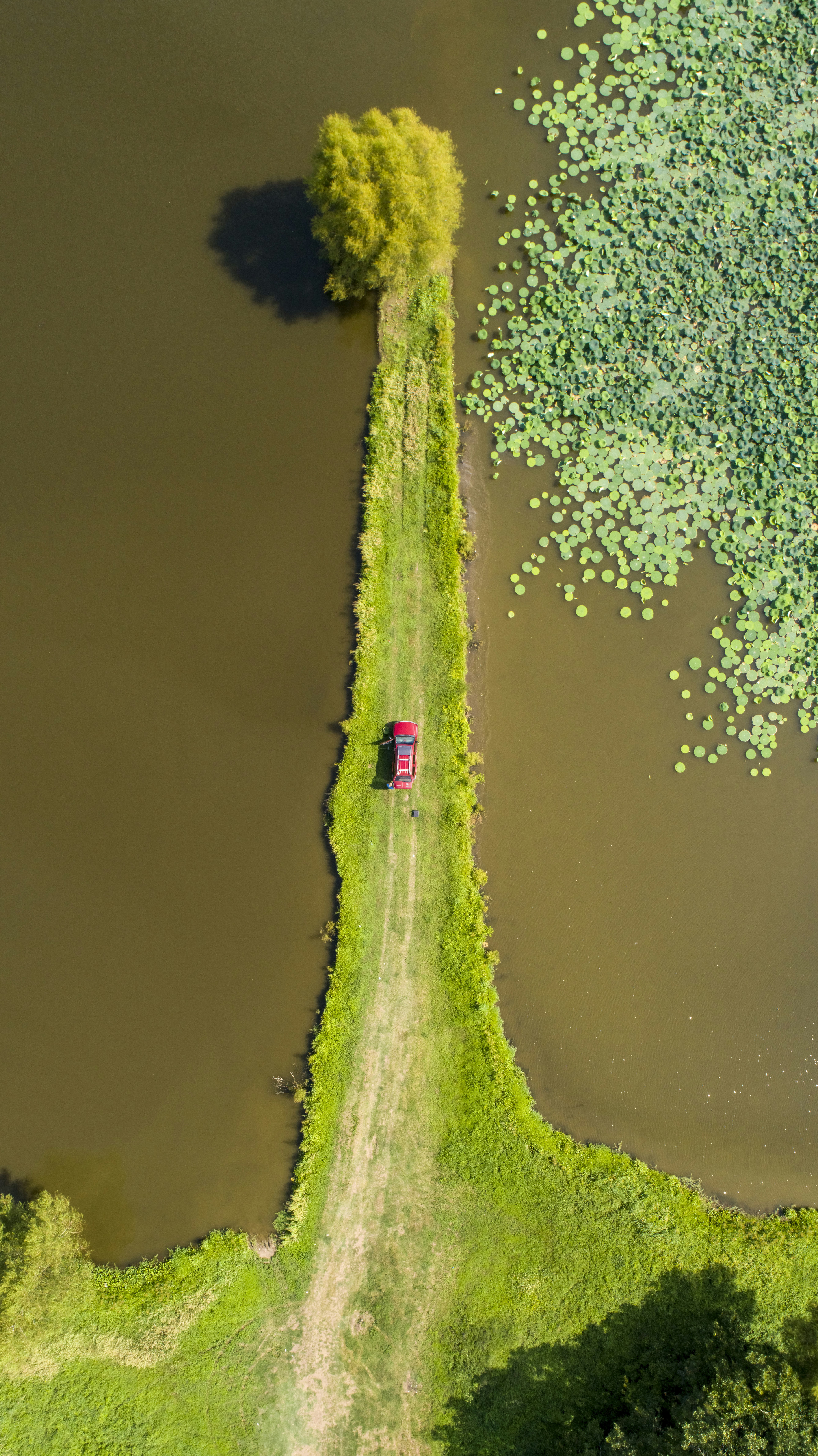 End of the road. Looking down at lily pads in a backwater area off of the Mississippi River.