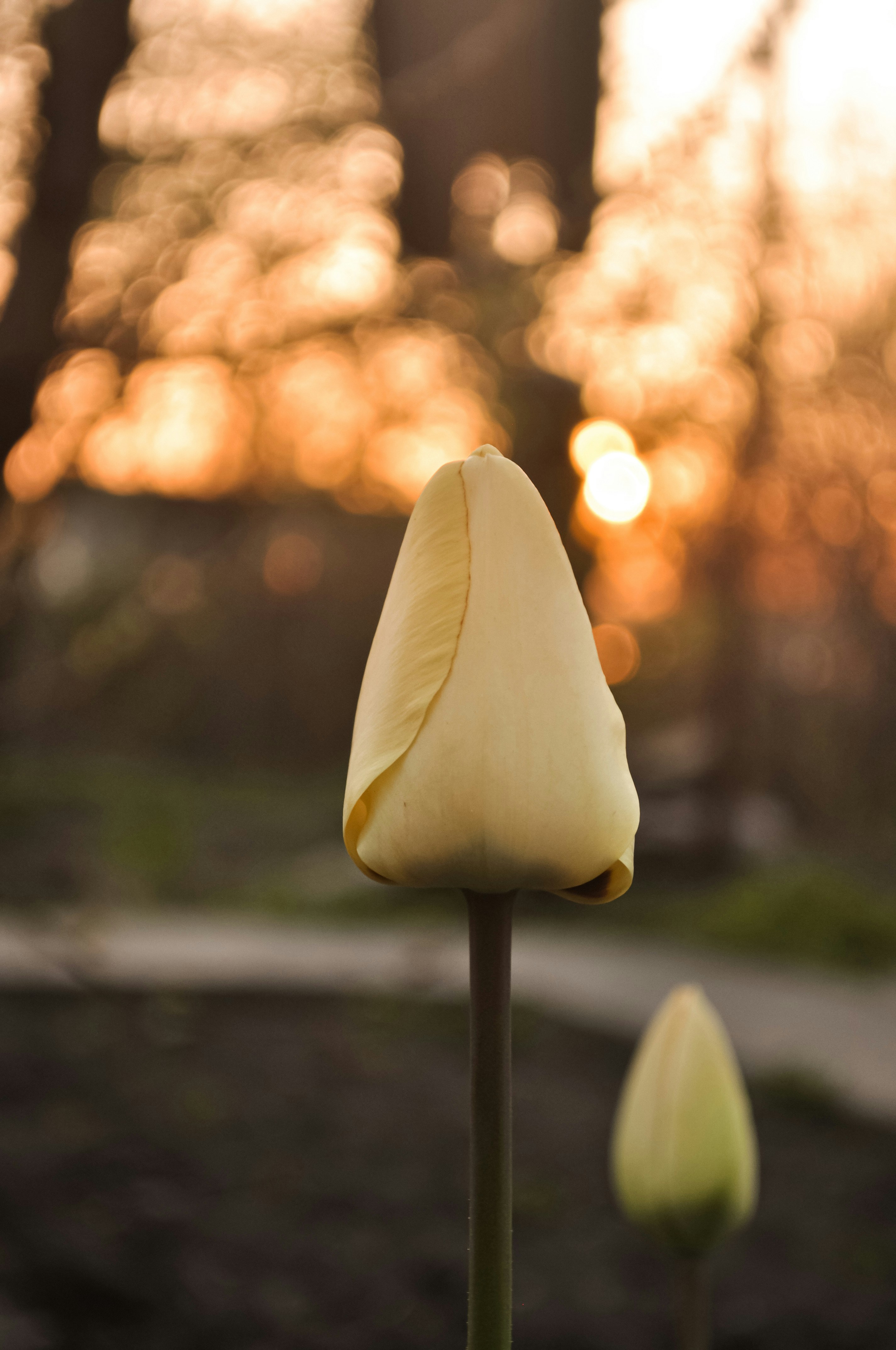 Emerging Bloom at Sunset: A Pale Bud Reaching Toward the Light