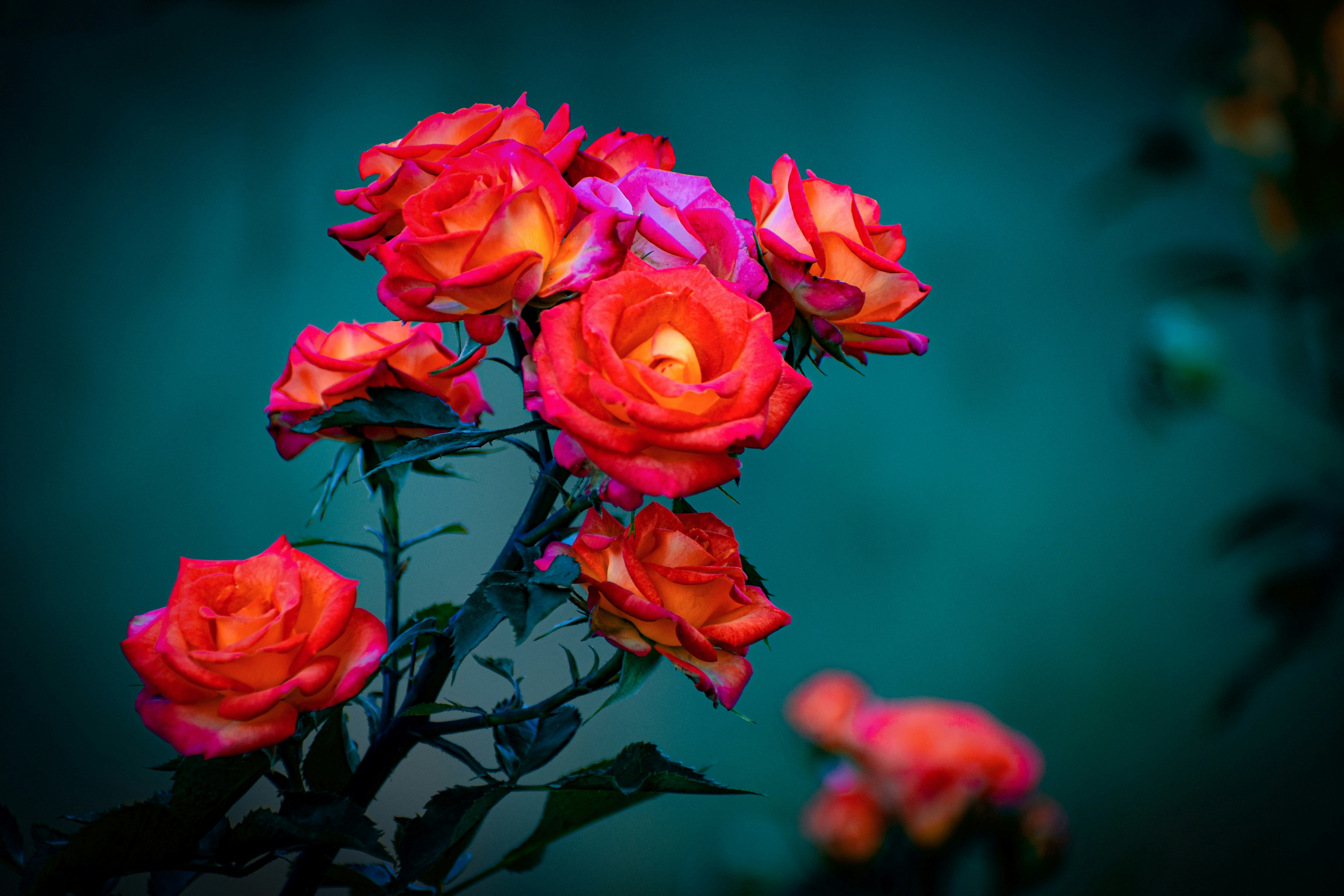 Ember Petals Against Teal Velvet