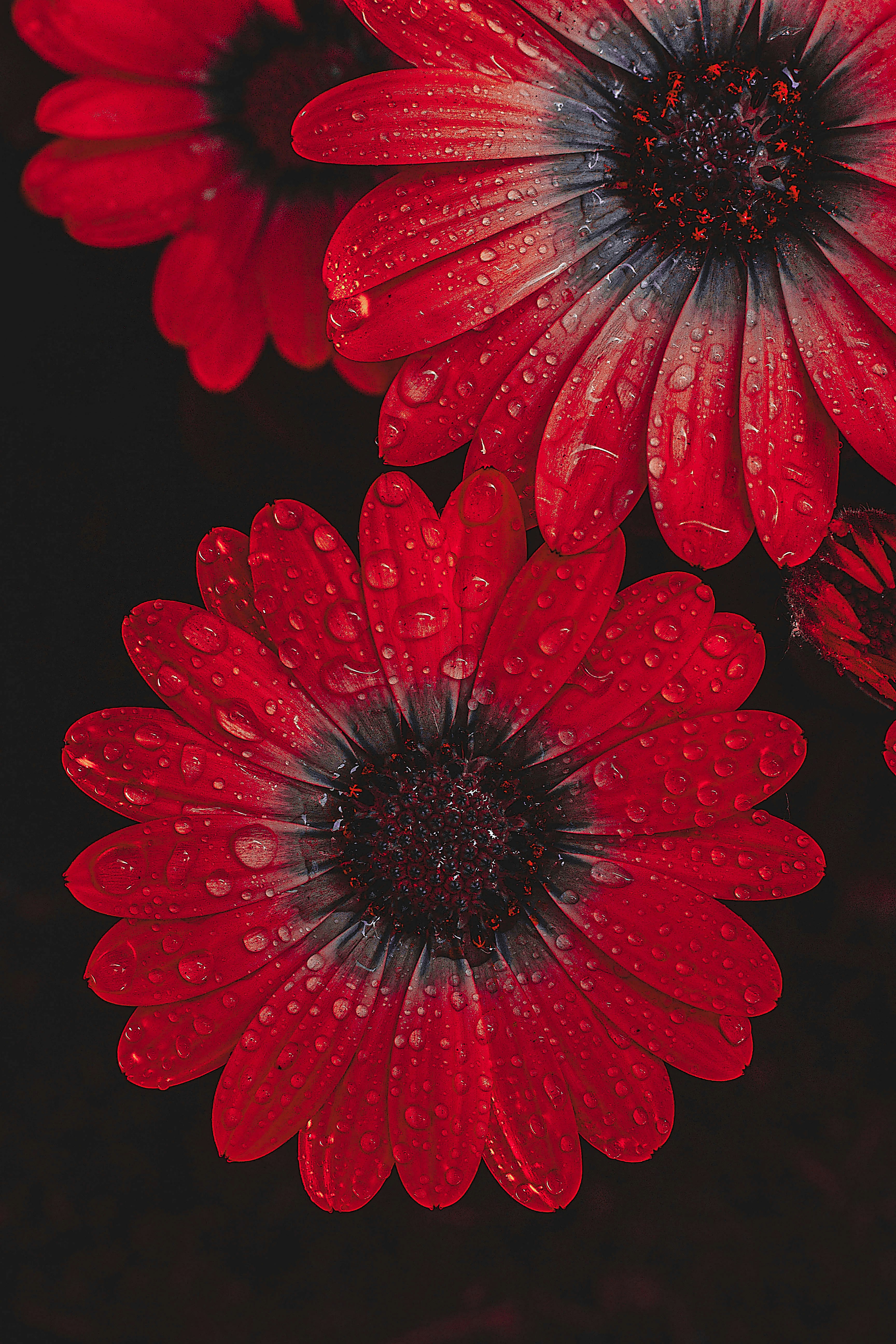 a group of red flowers