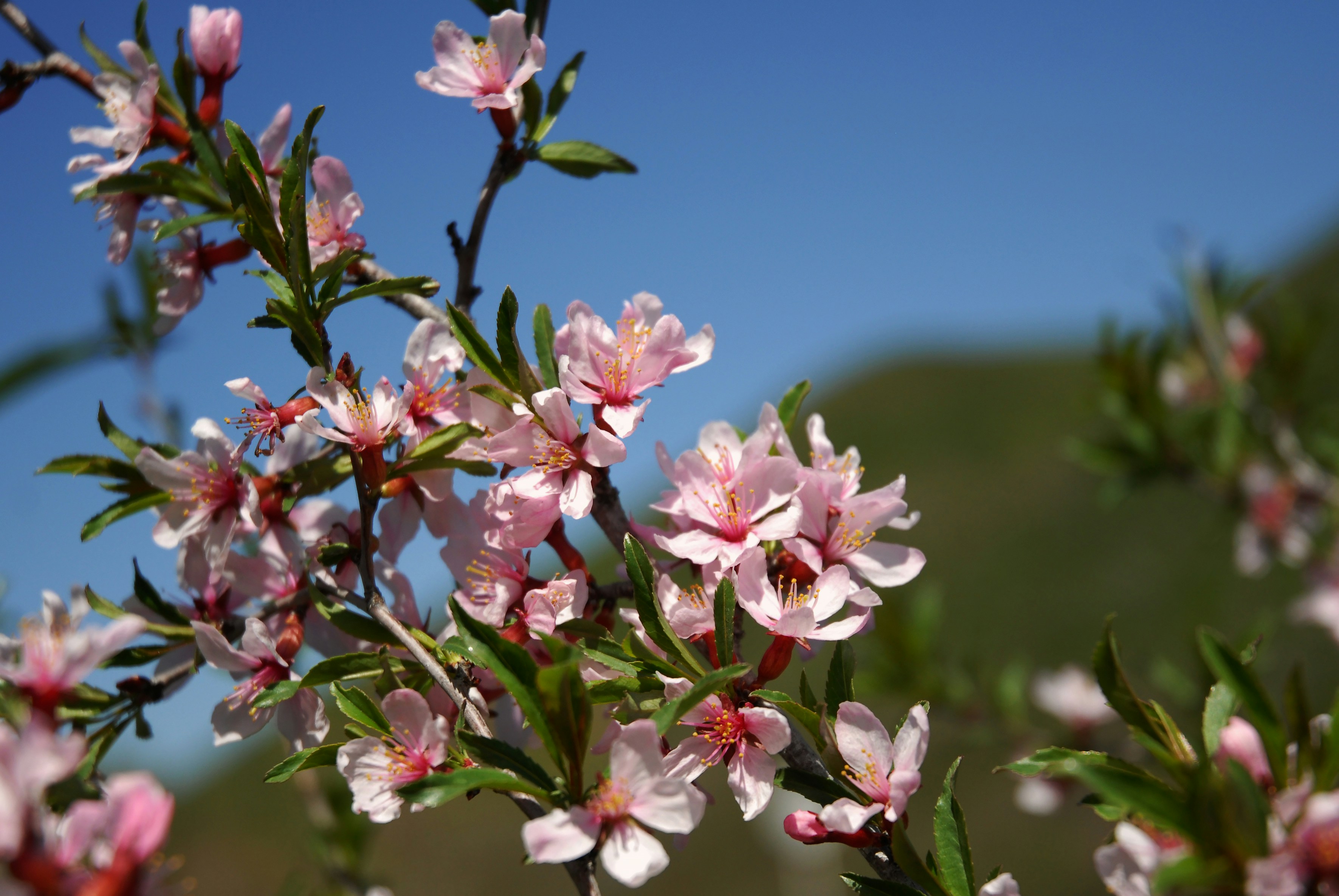 Blossoms Against a Clear Sky