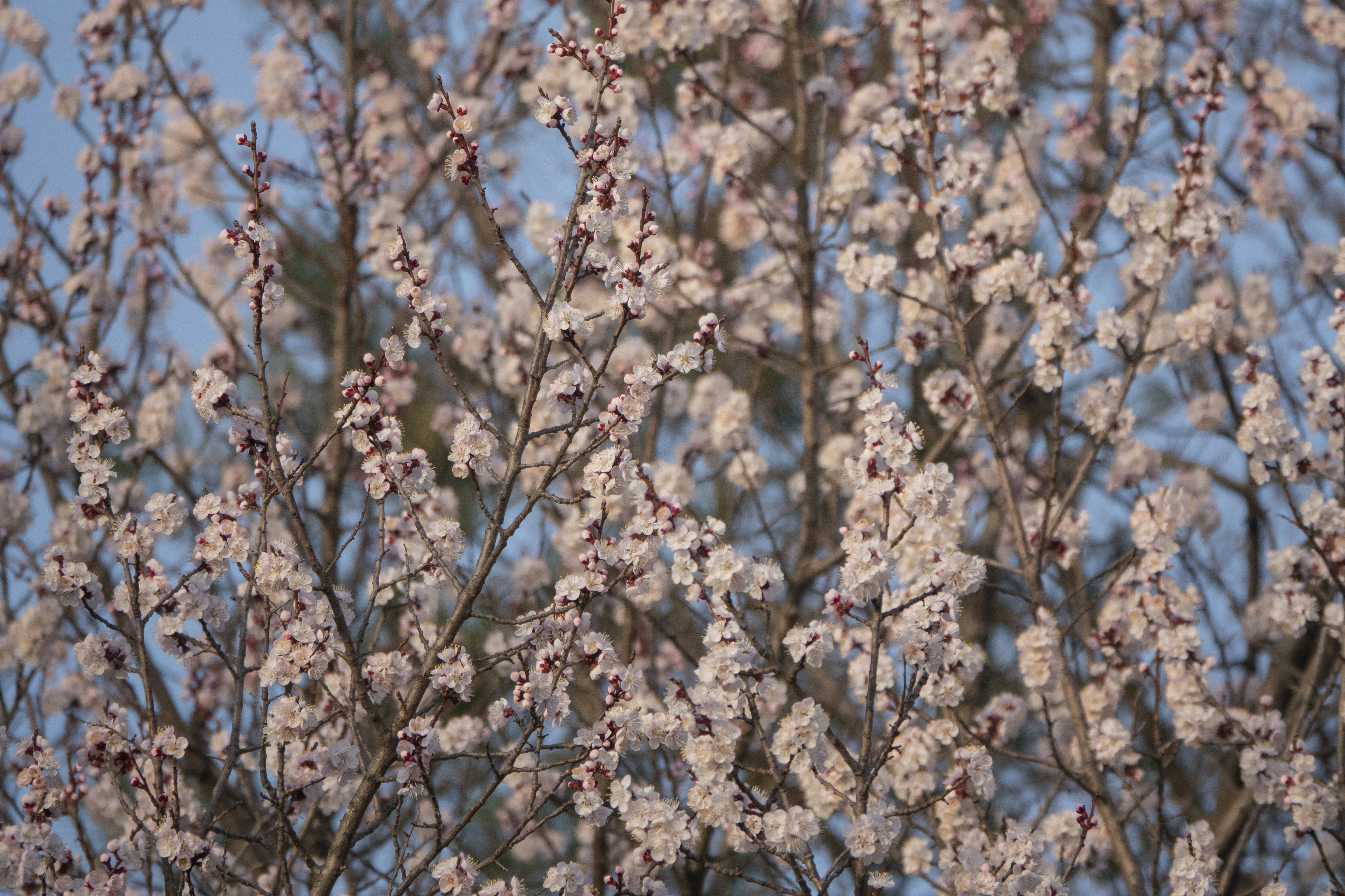 Whispers of Spring: A Floral Symphony
