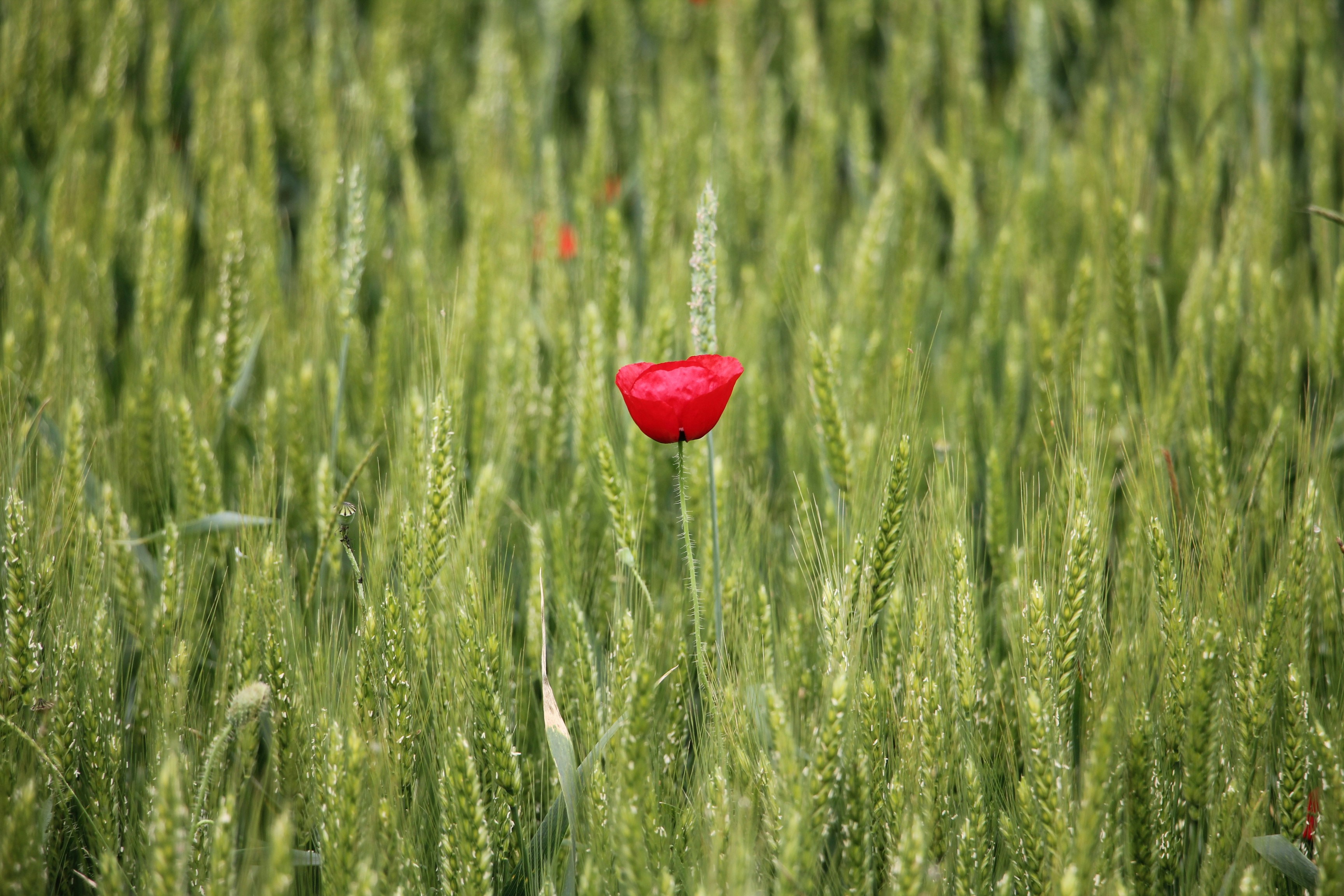 A Crimson Poppy Amid a Sea of Green Grains