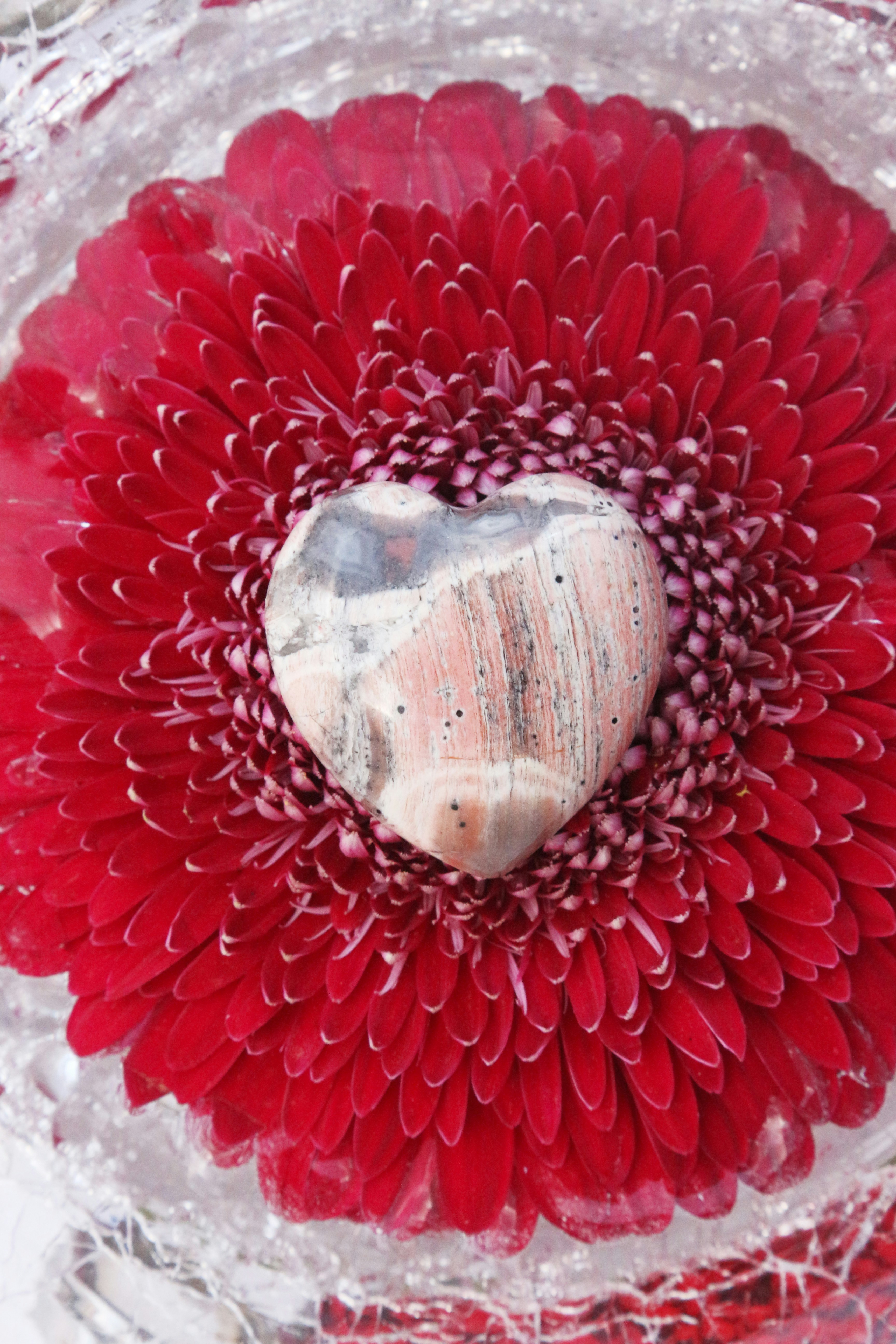 a red flower with a white center