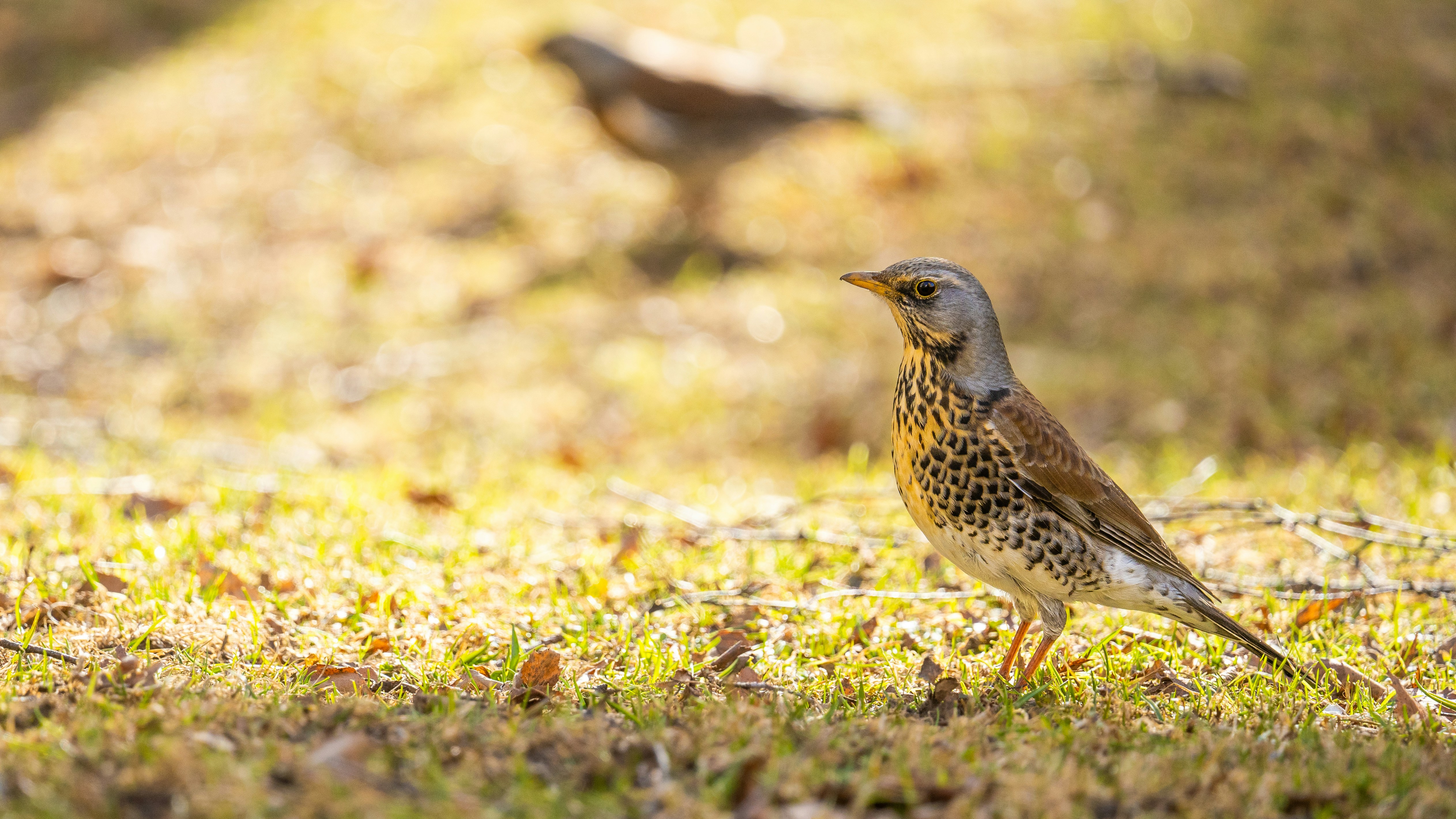 A bird standing on grass photo – Free Anthus Image on Unsplash