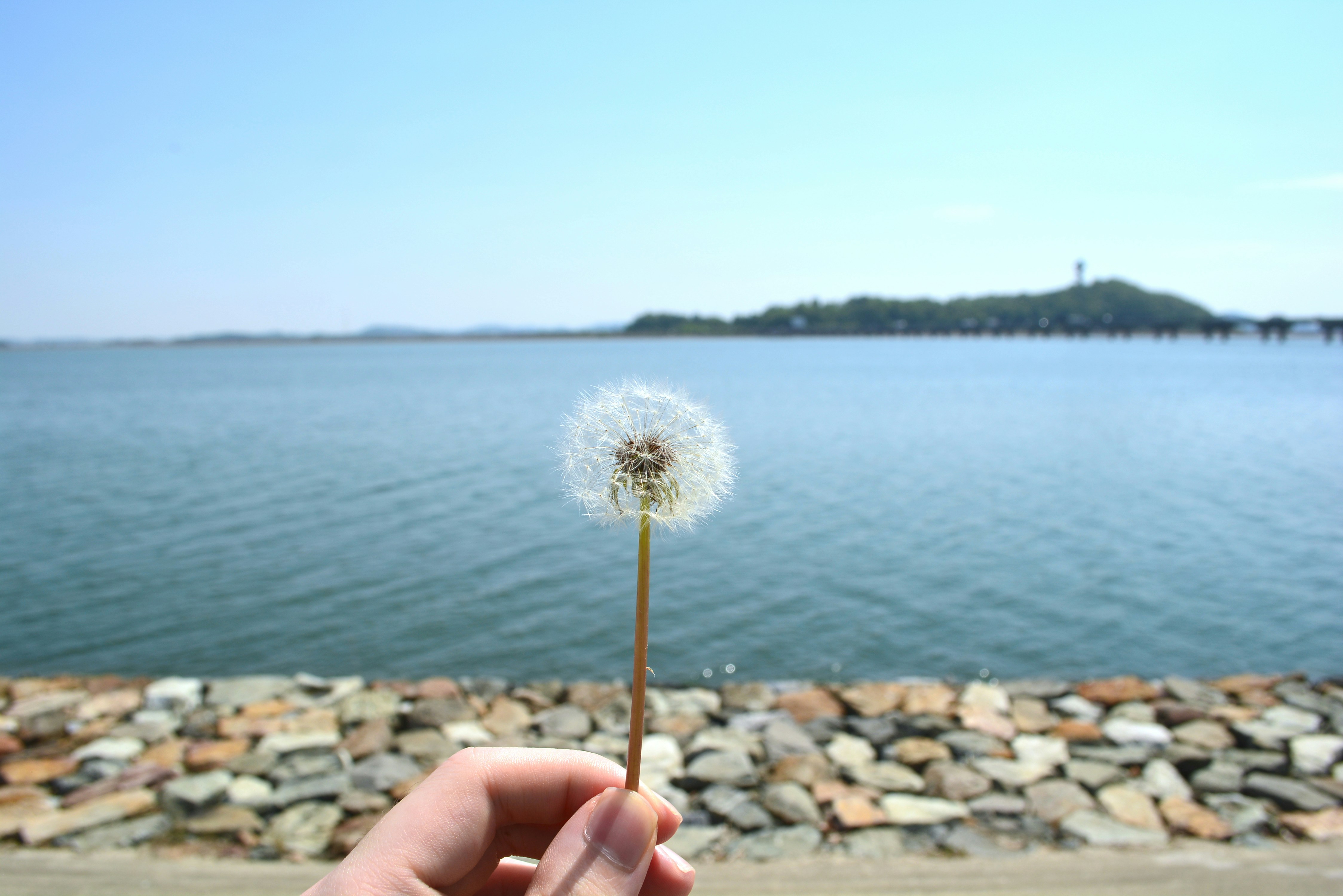 Hand holding a dandelion against a serene waterfront backdrop, highlighting the contrast between delicate flora and expansive water. 
