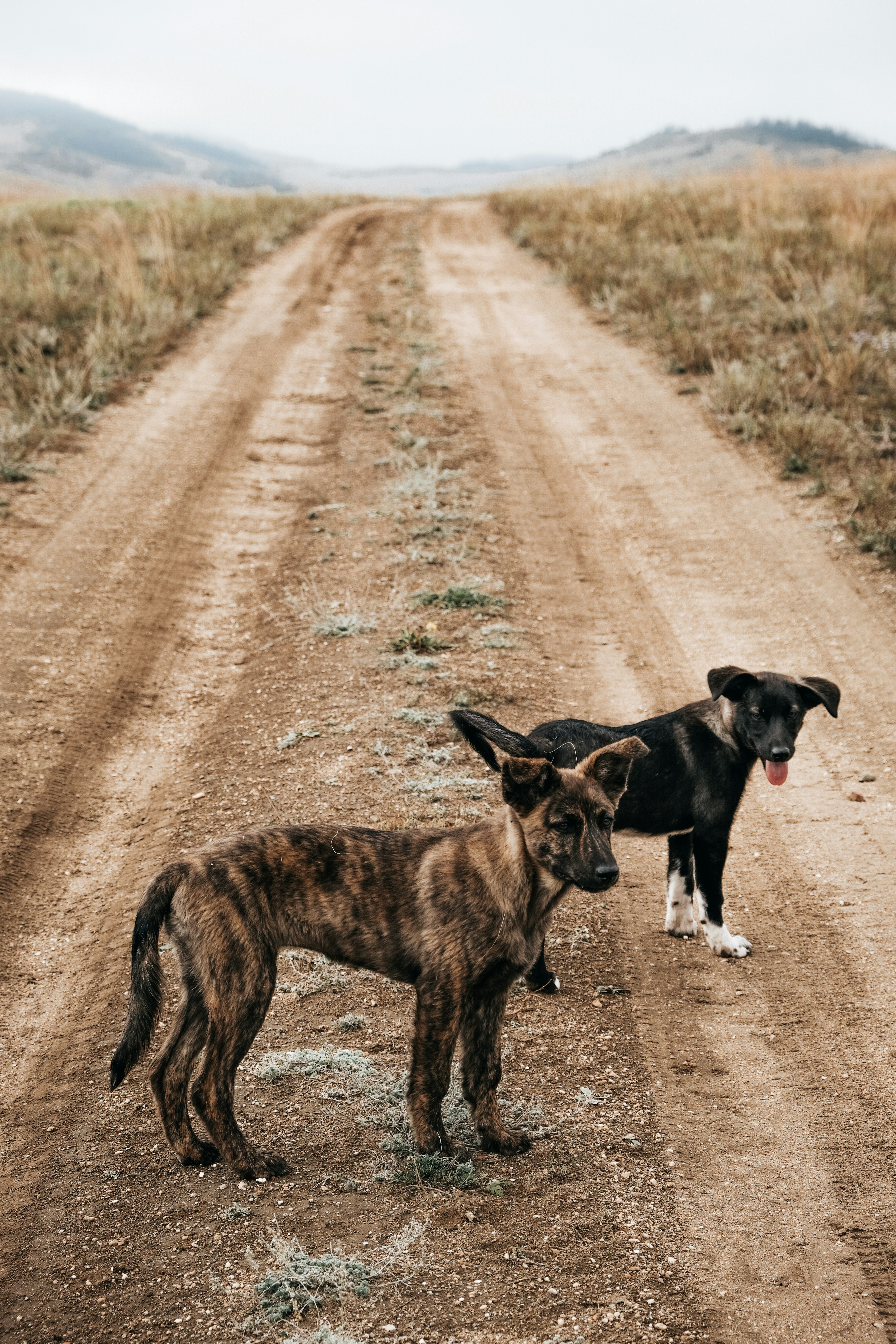 Dusty Road Encounter: Two Dogs Pause on a Rural Trail