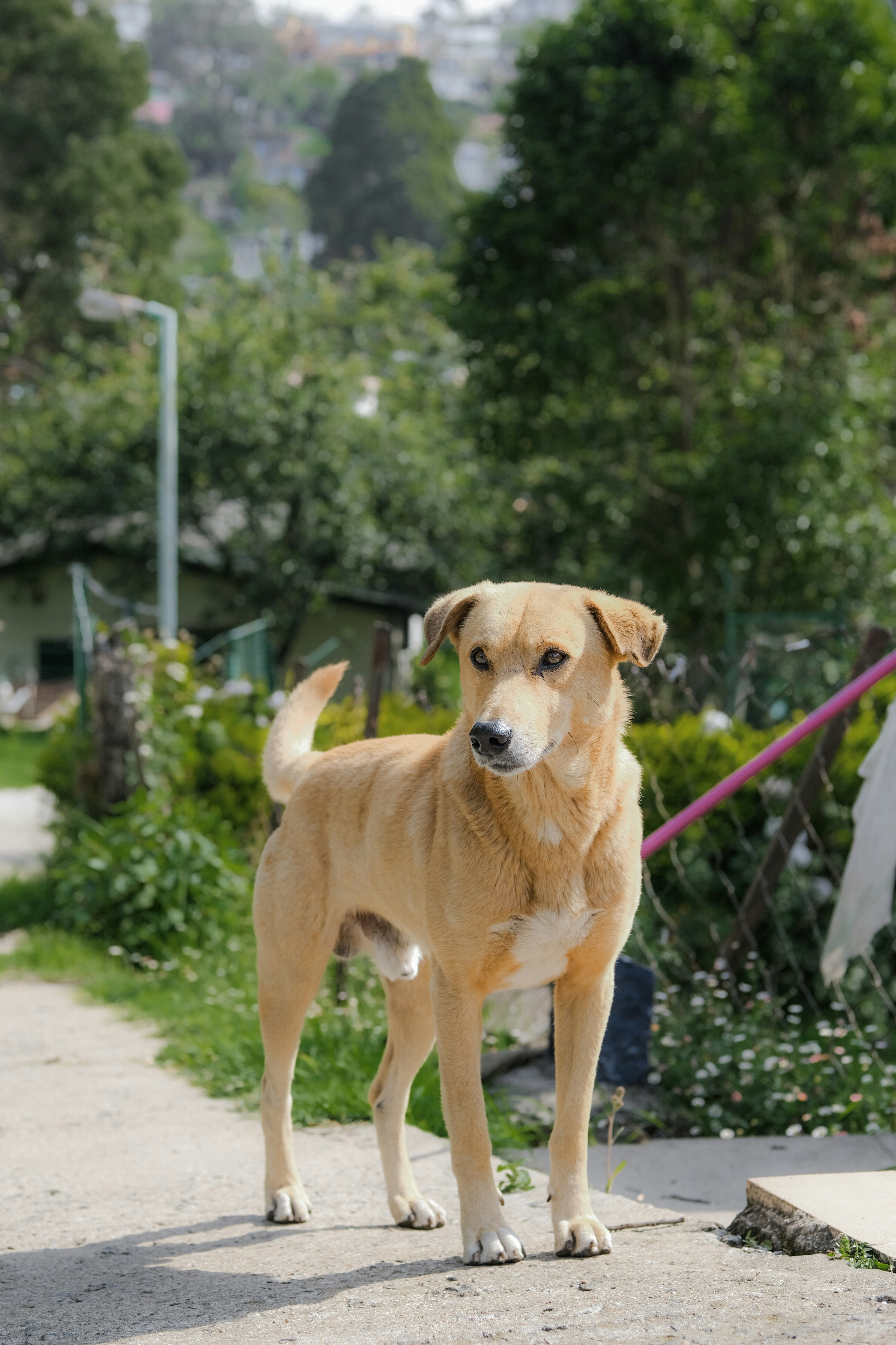 a dog on a leash