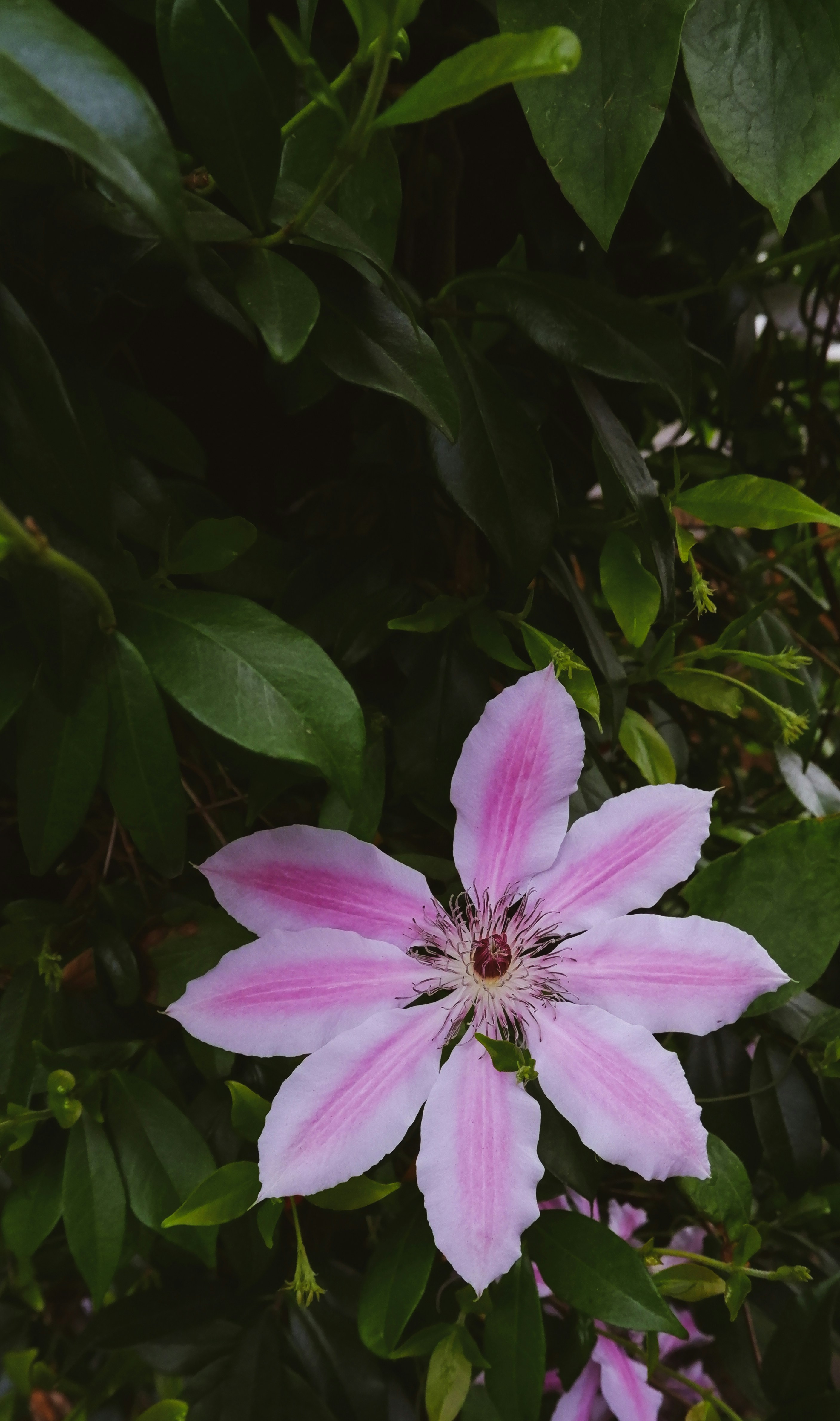 Pink Clematis Bloom: A Velvet Green Frame