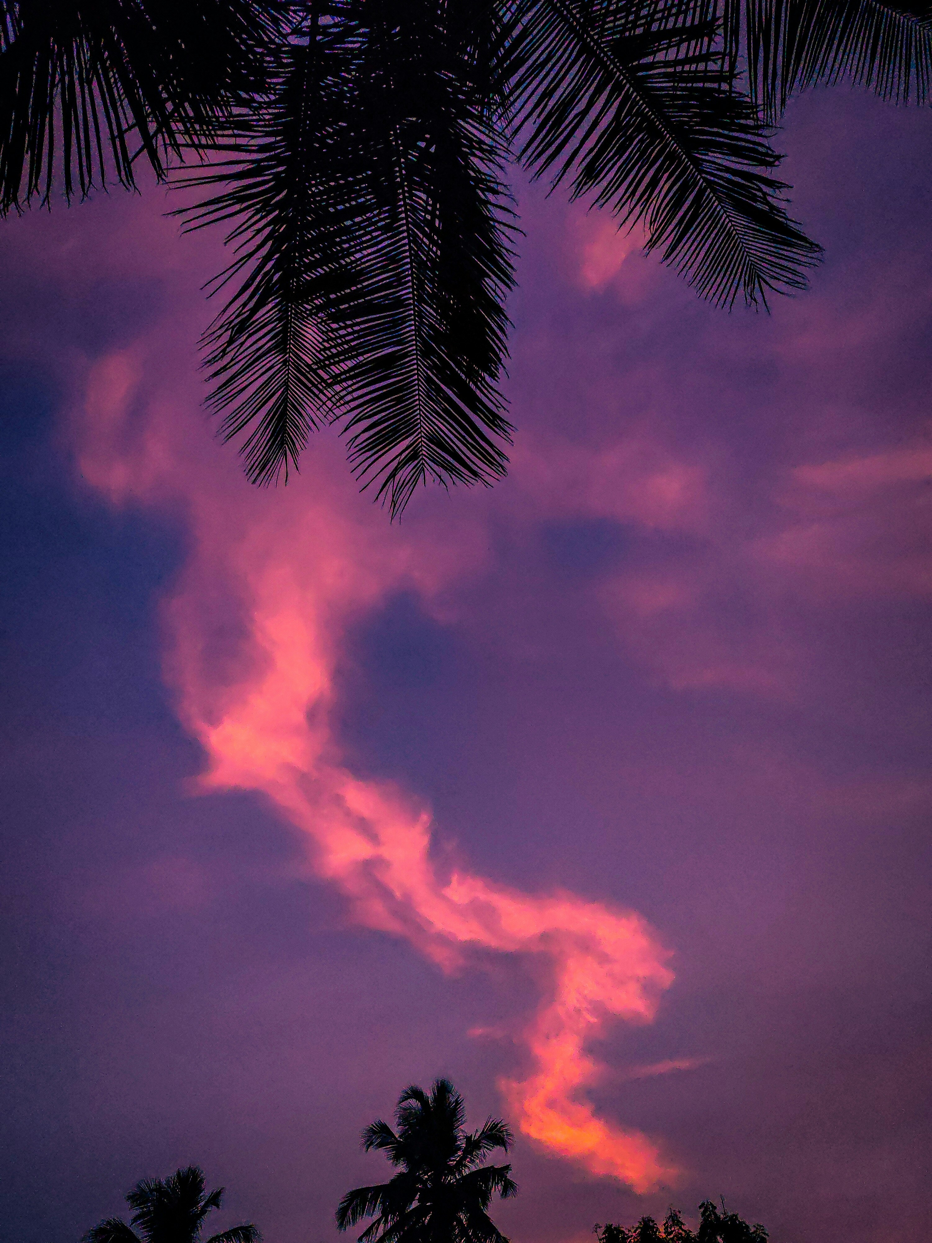 Vibrant pink and purple clouds swirling against a twilight sky, framed by silhouetted palm leaves. A serene moment capturing the transition from day to night.