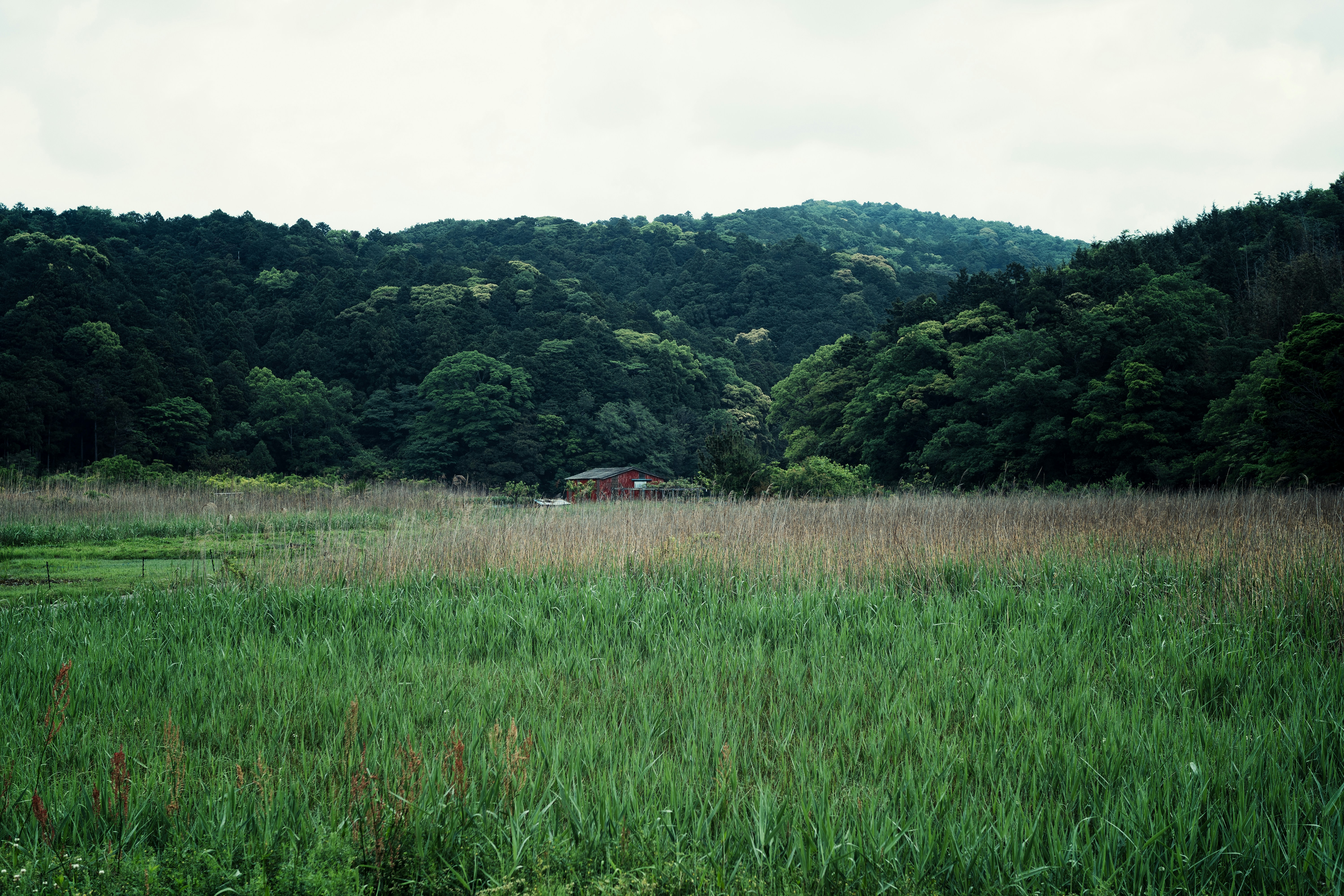 Lush green fields stretch towards a distant forest, with a solitary red structure nestled among the trees. The scene evokes tranquility and a sense of discovery.