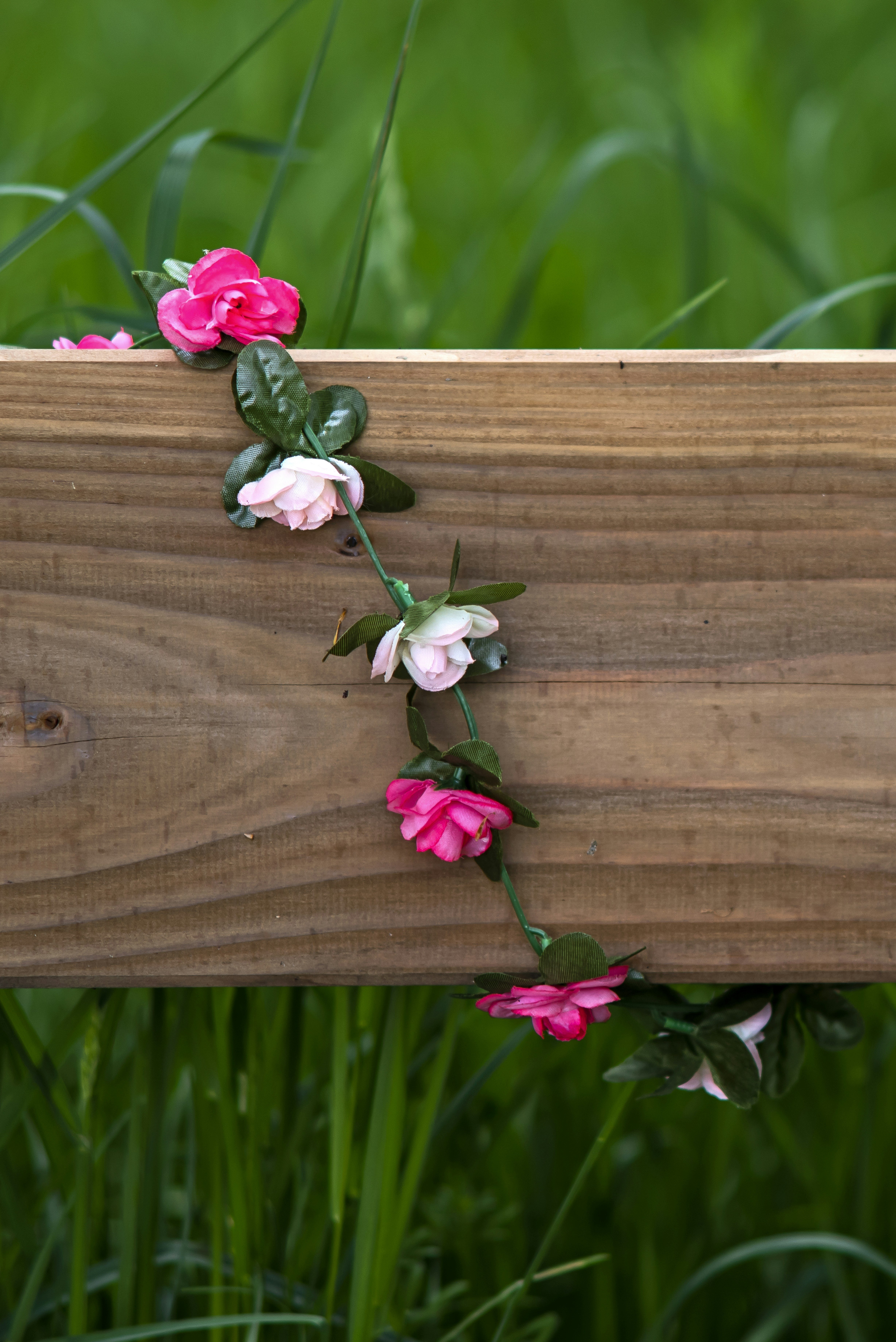 Rosy Tendrils Weaving Through Weathered Wood