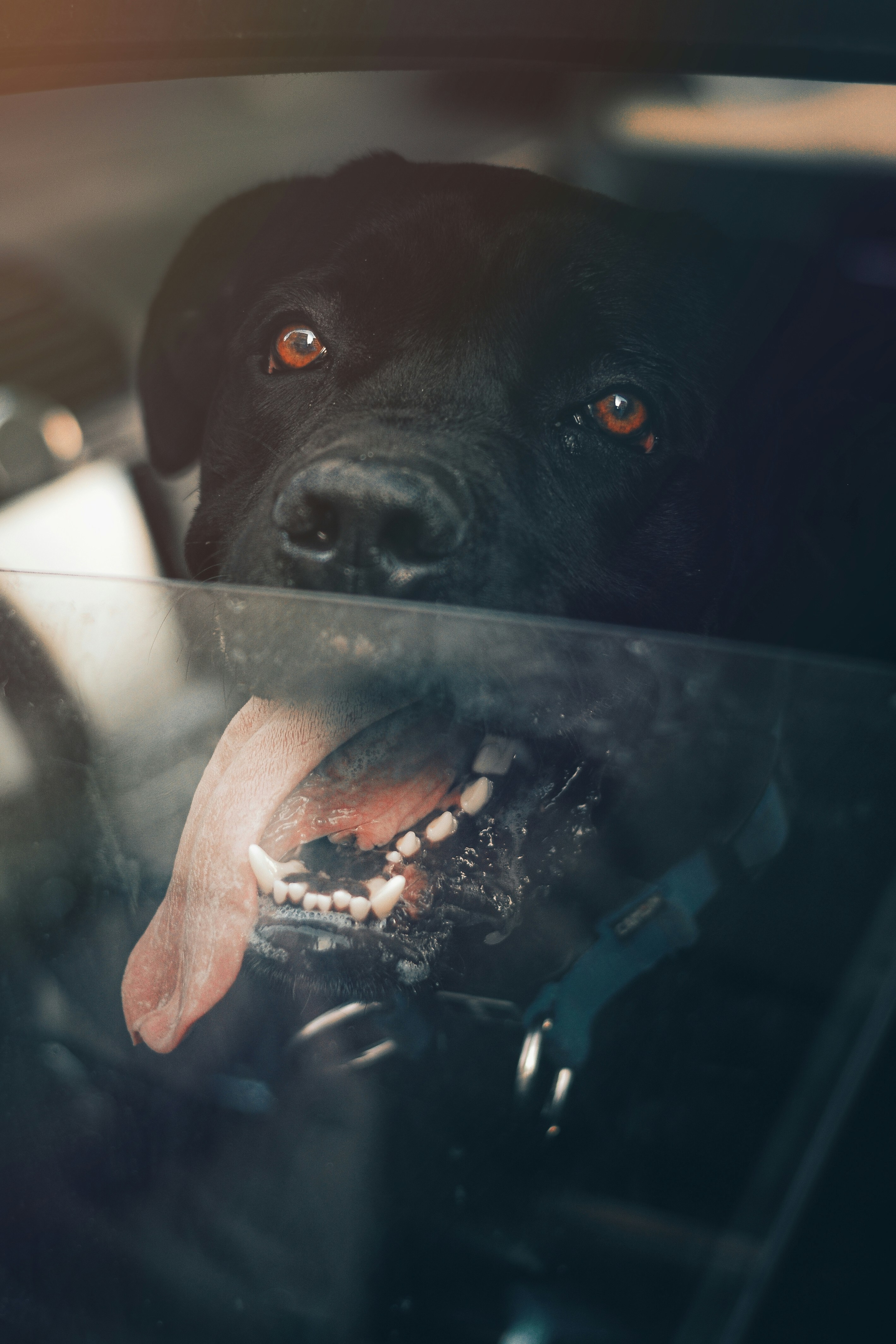Window Smile: A Black Labrador's Car-Window Portrait