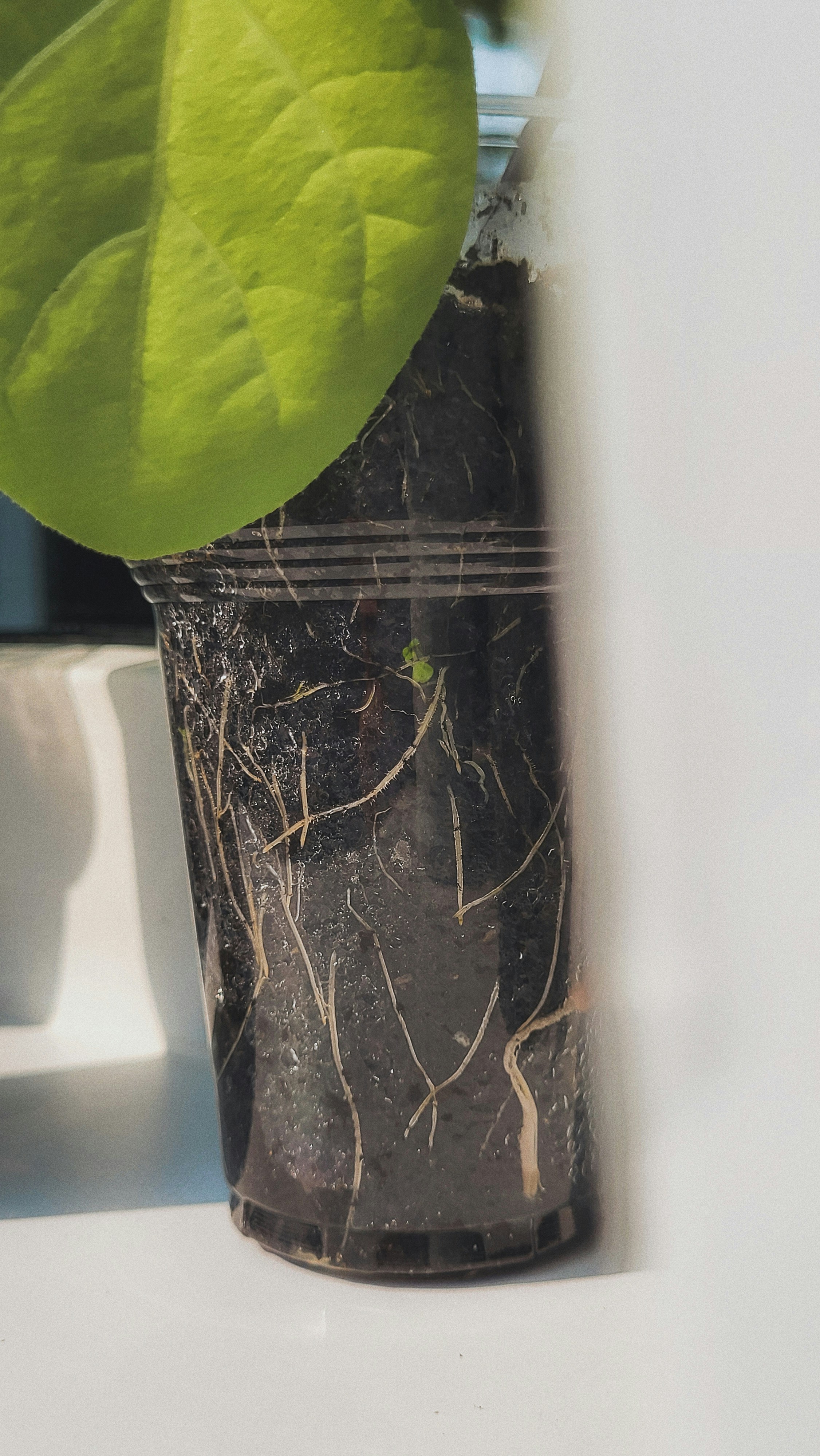 Green aesthetic | 20 best free green aesthetic, plant, life style and ...