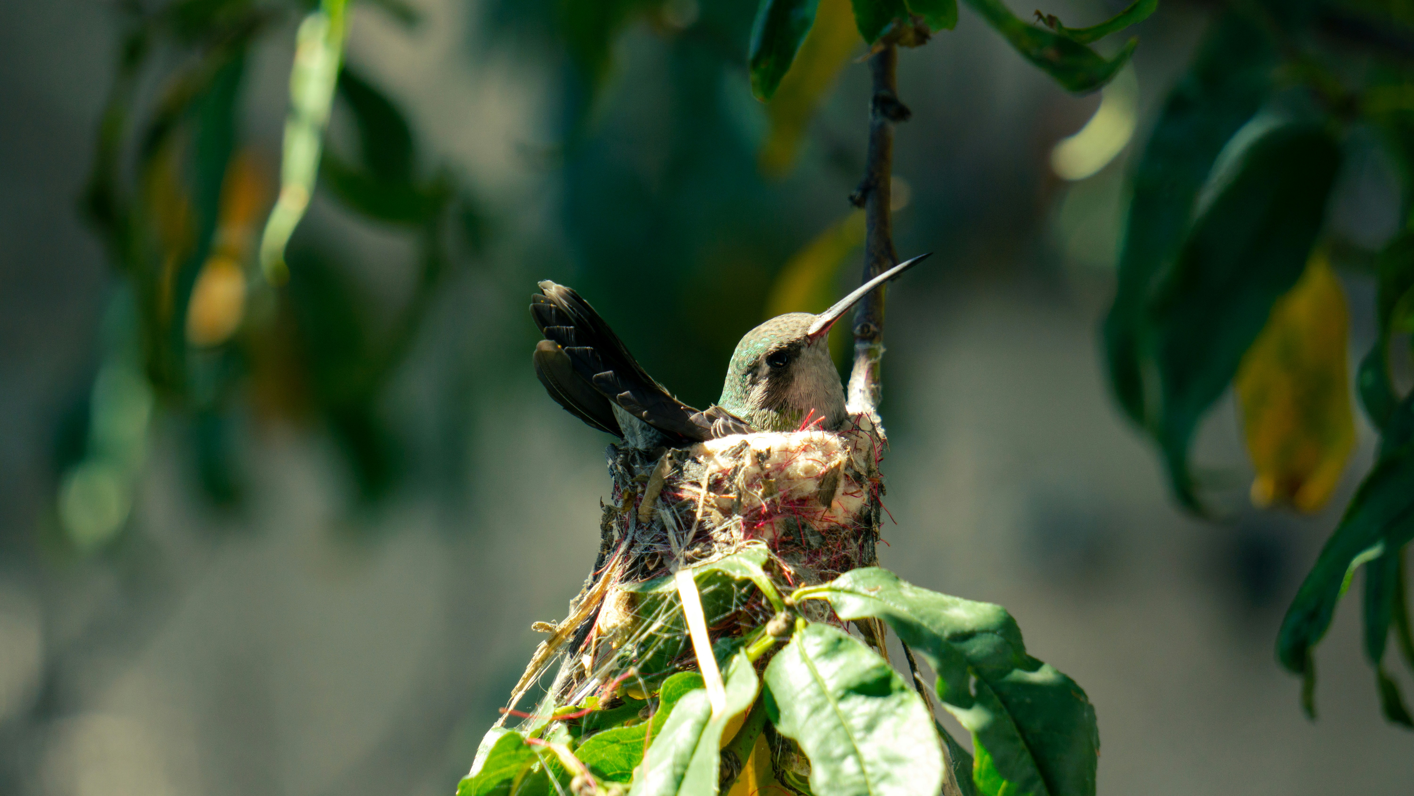 A bird on a branch photo – Free Animal Image on Unsplash