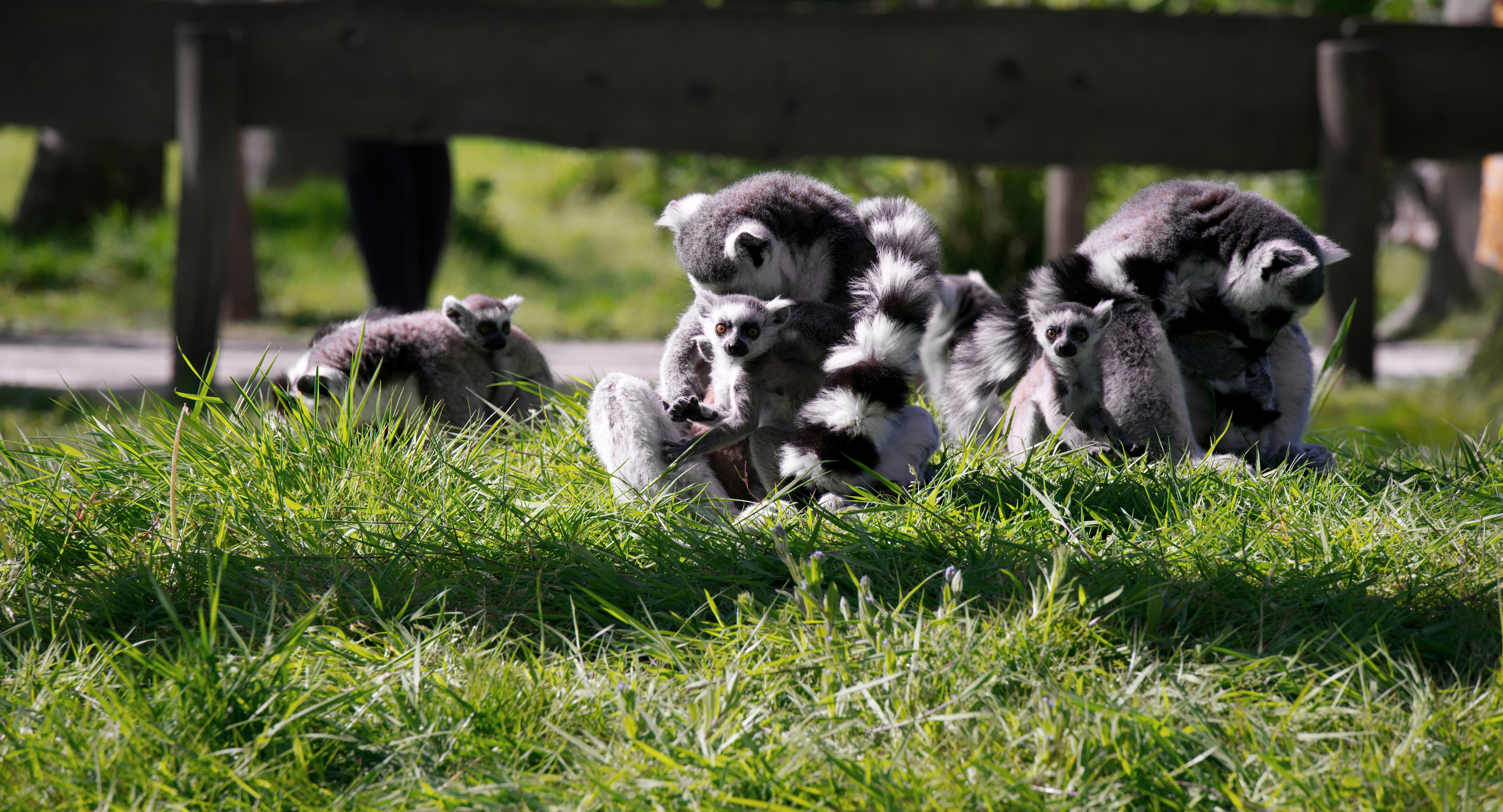 A group of lemur maki's, with babies