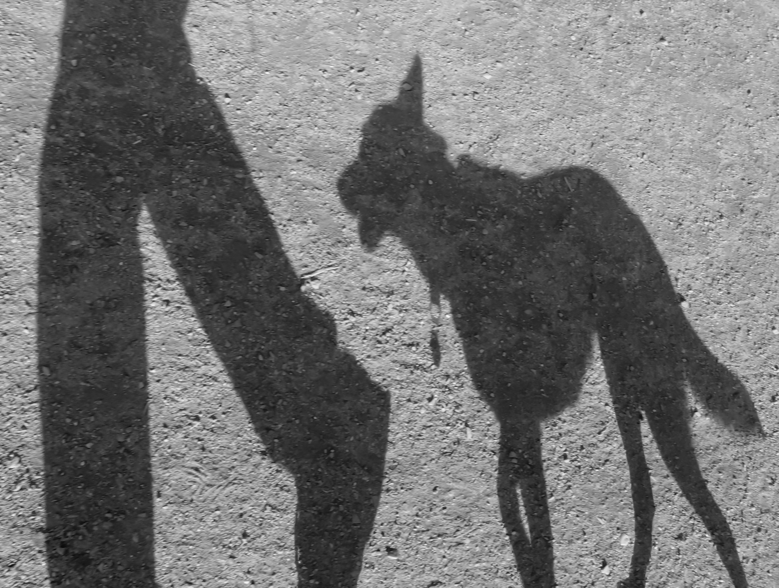 Monochrome photograph of a tall leg and a dog silhouetted on a rough concrete surface.