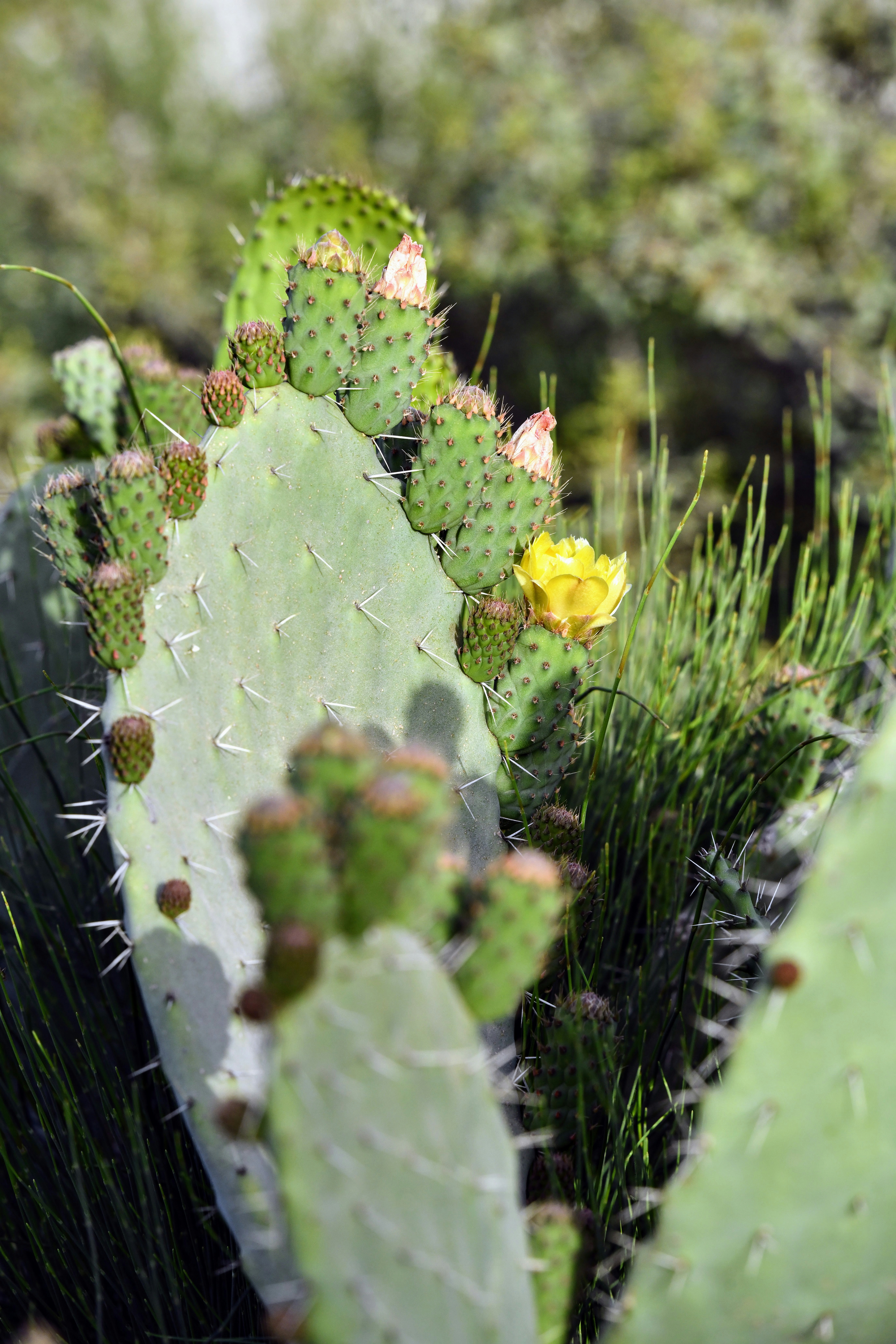 Golden Bloom Among Prickly Pads: A Desert Fable in Cactus Flats