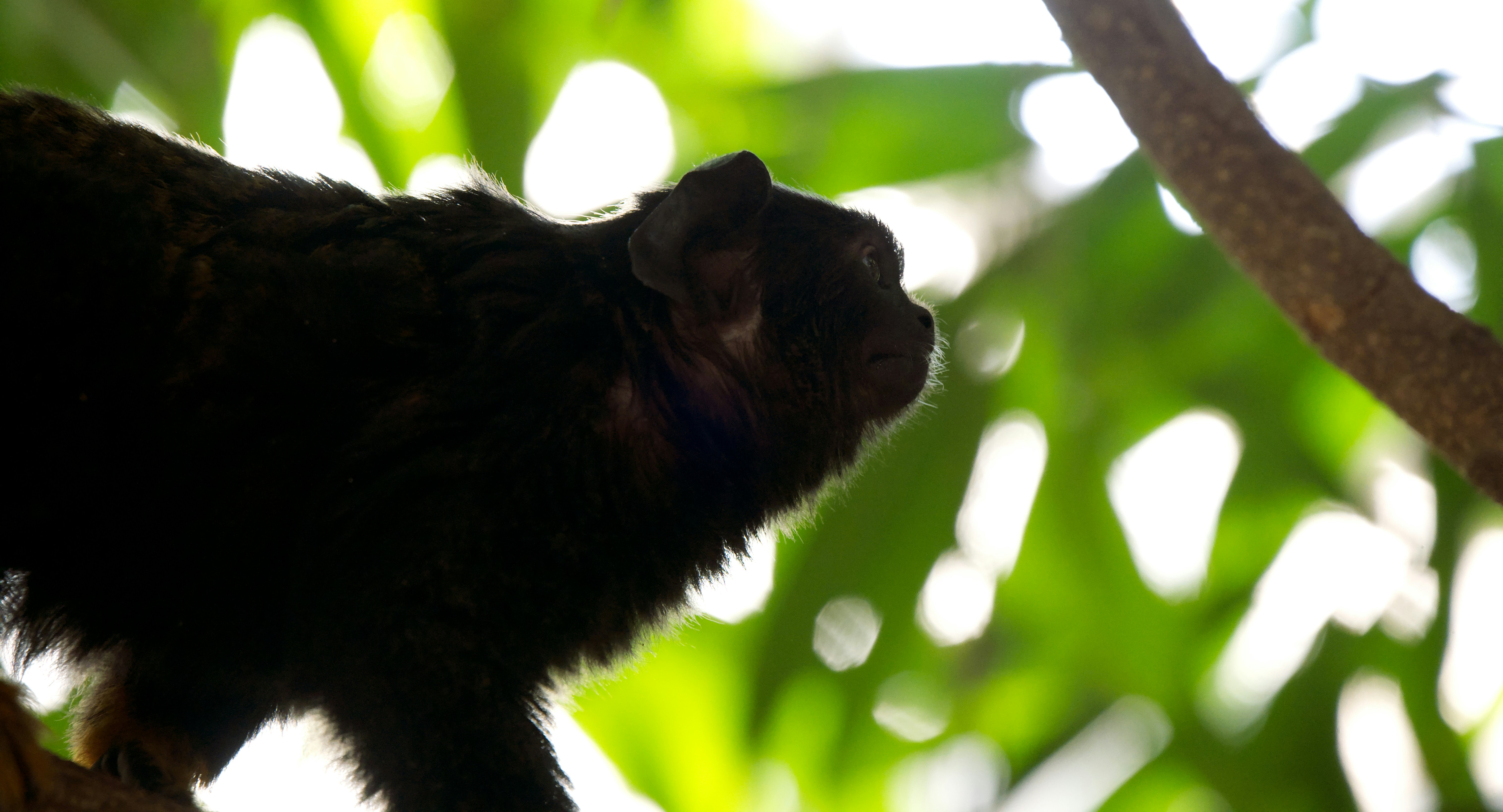 A monkey doing the lion king walk