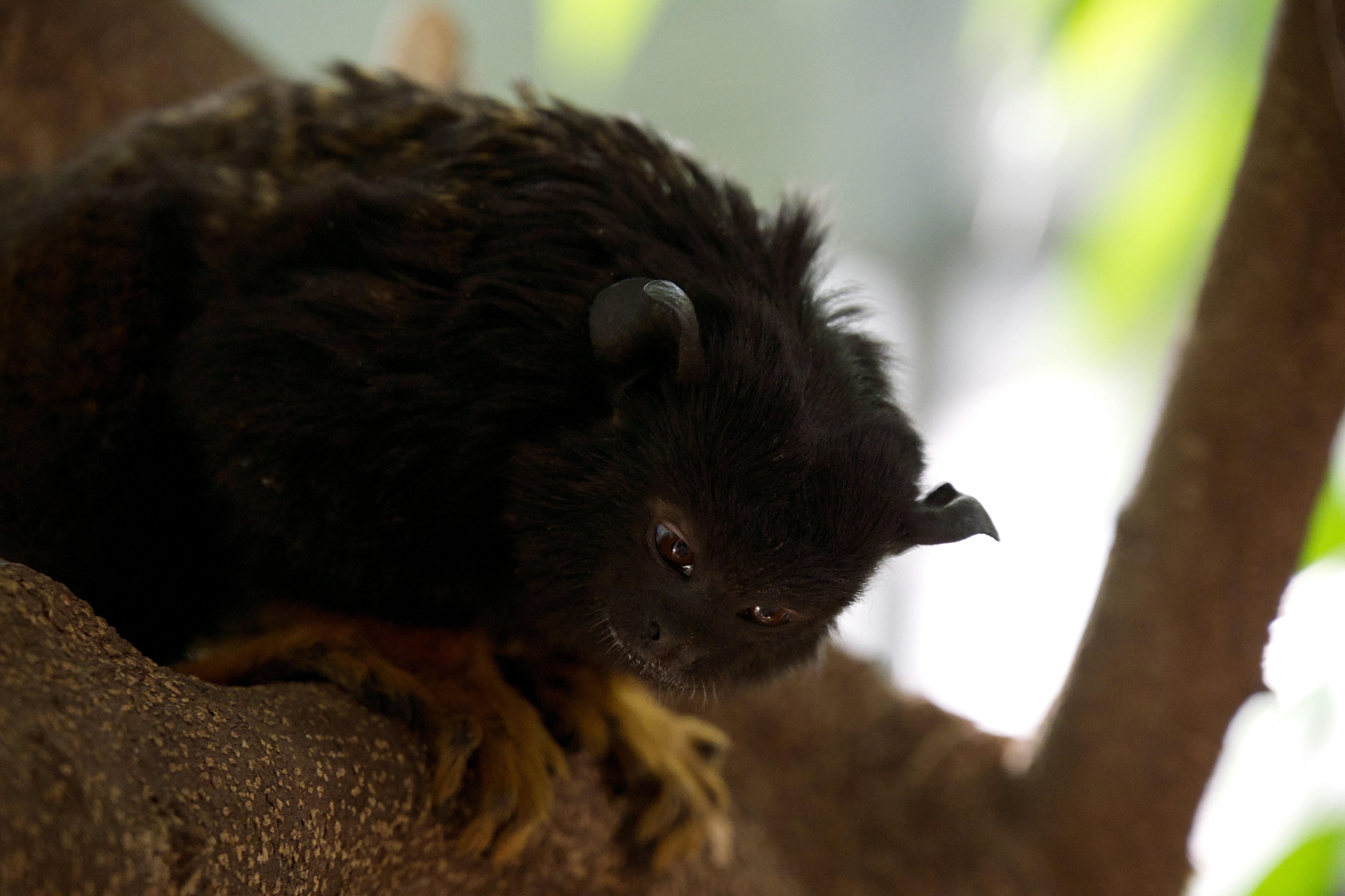 A small black animal photo – Free Anna paulowna Image on Unsplash