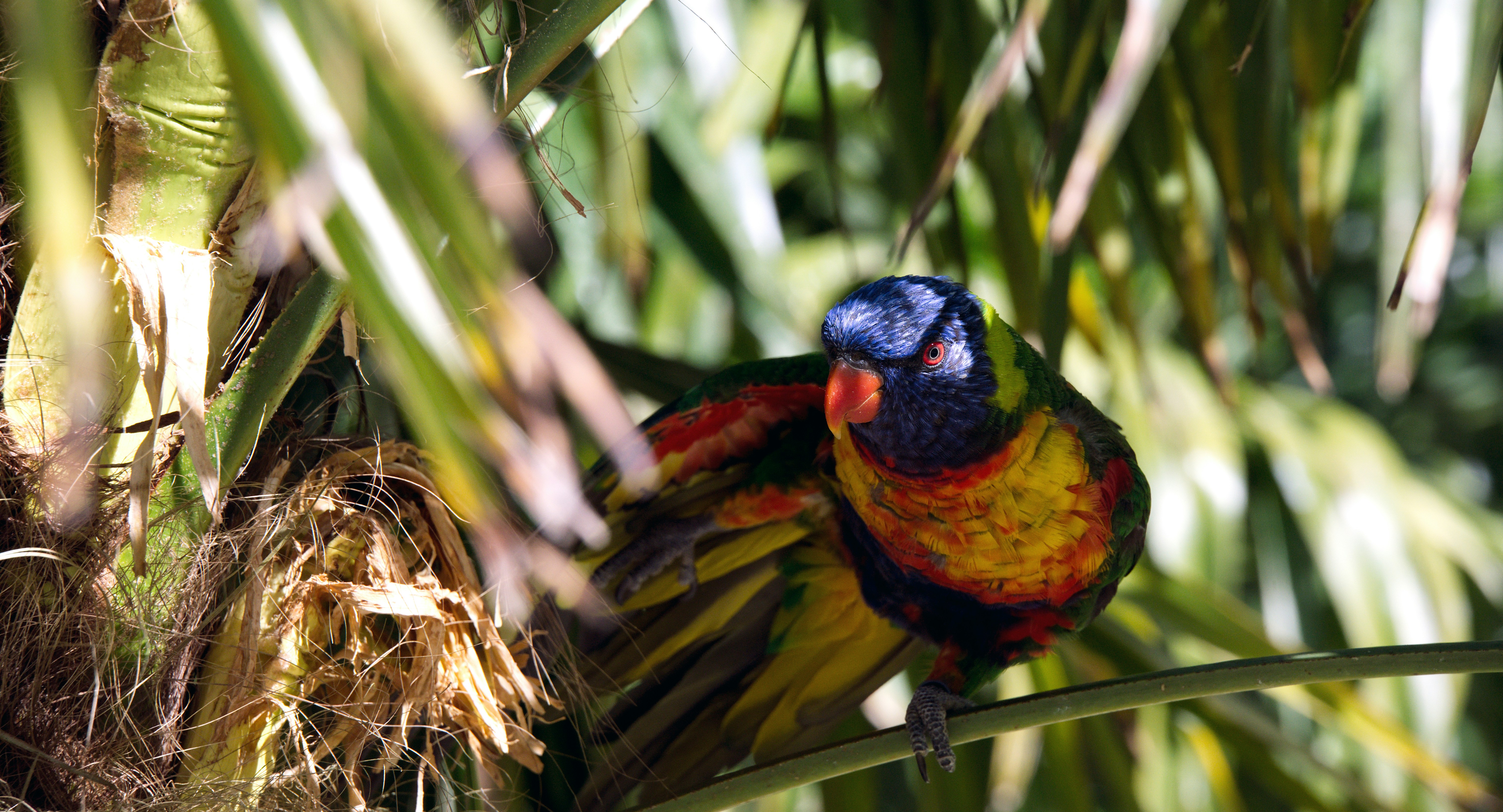 Sunlit Rainbow: A Rainbow Lorikeet Emerges From the Reeds