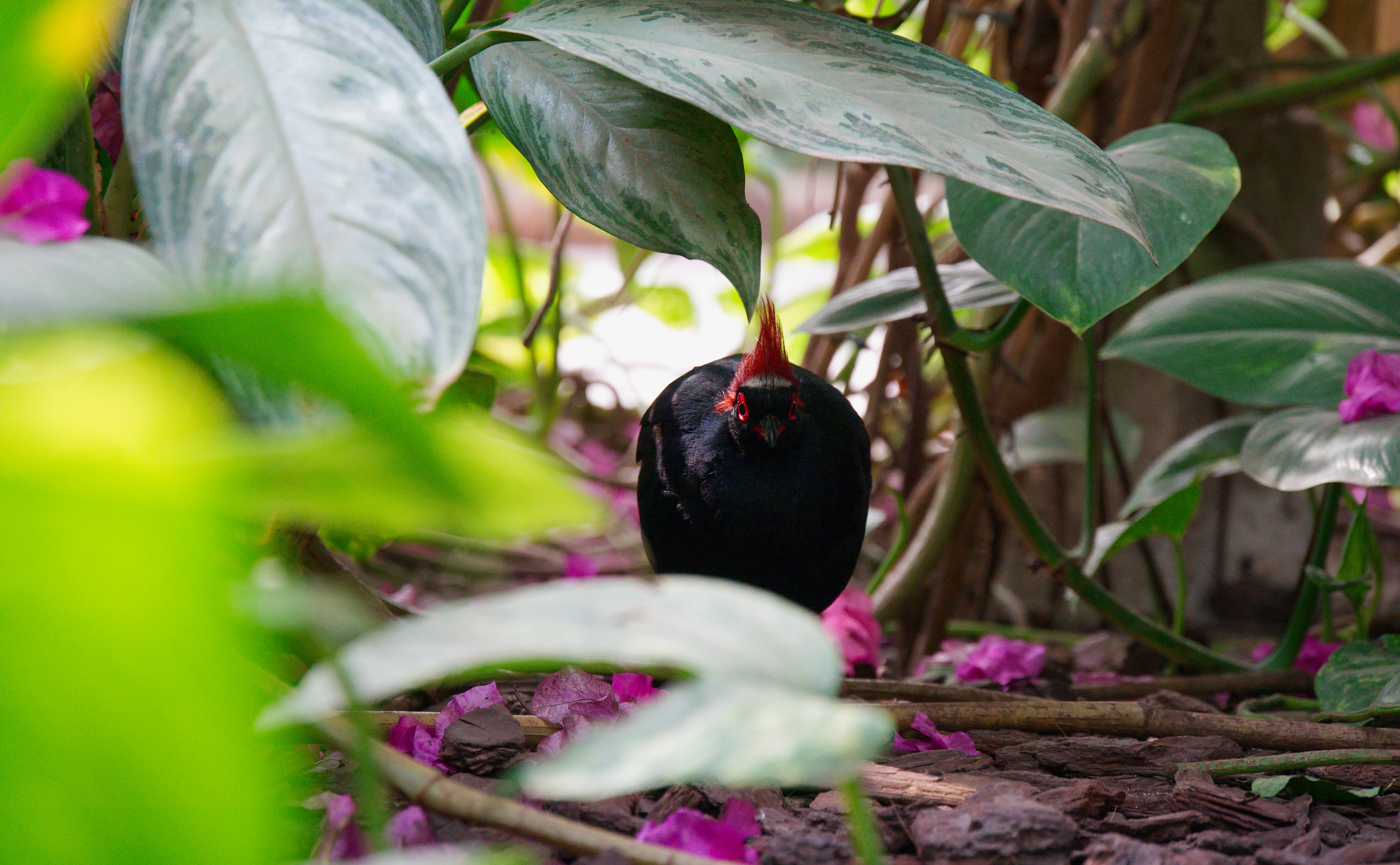 A bird hiding for the camera