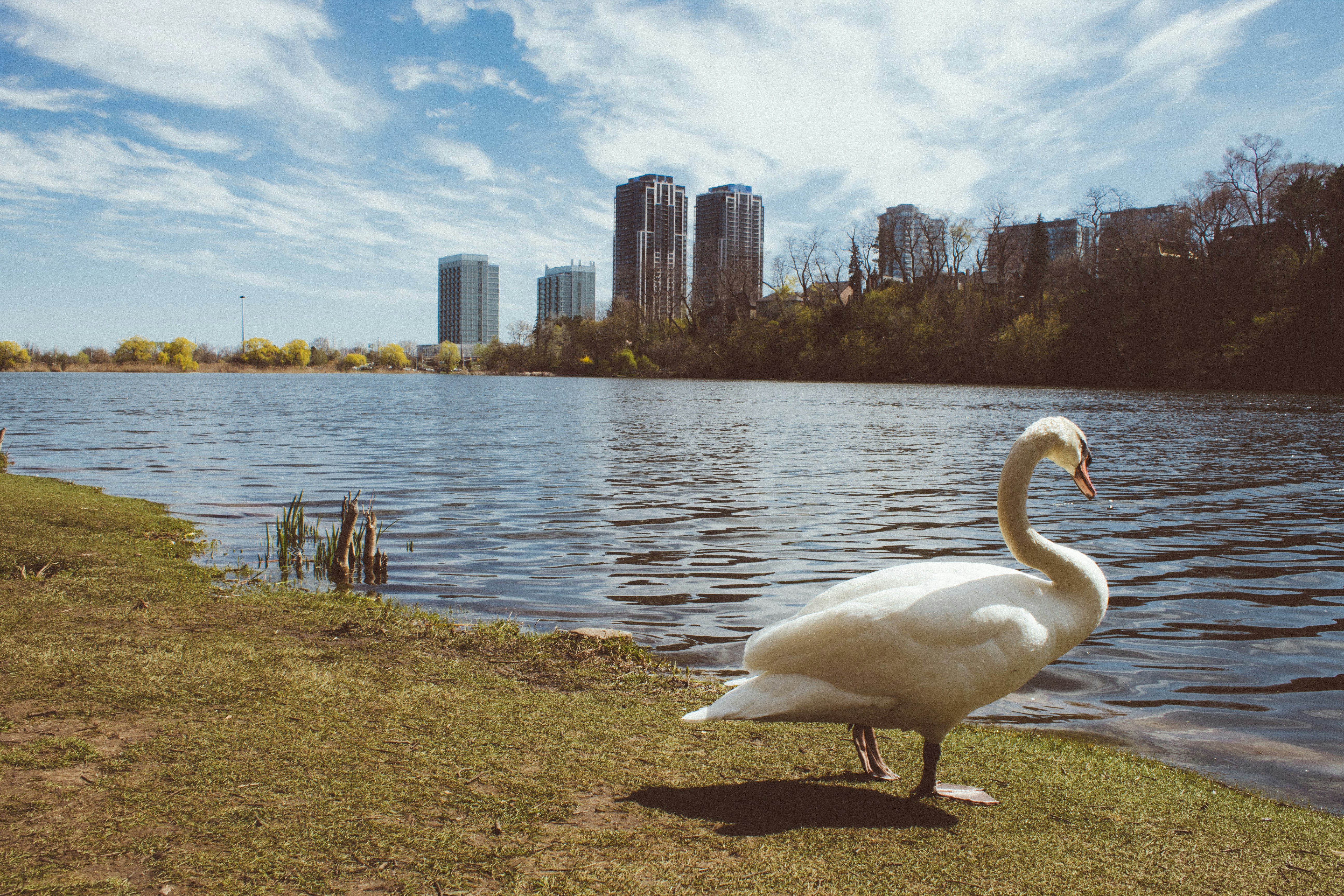 a white swan on a shore by a body of water with a city in the background