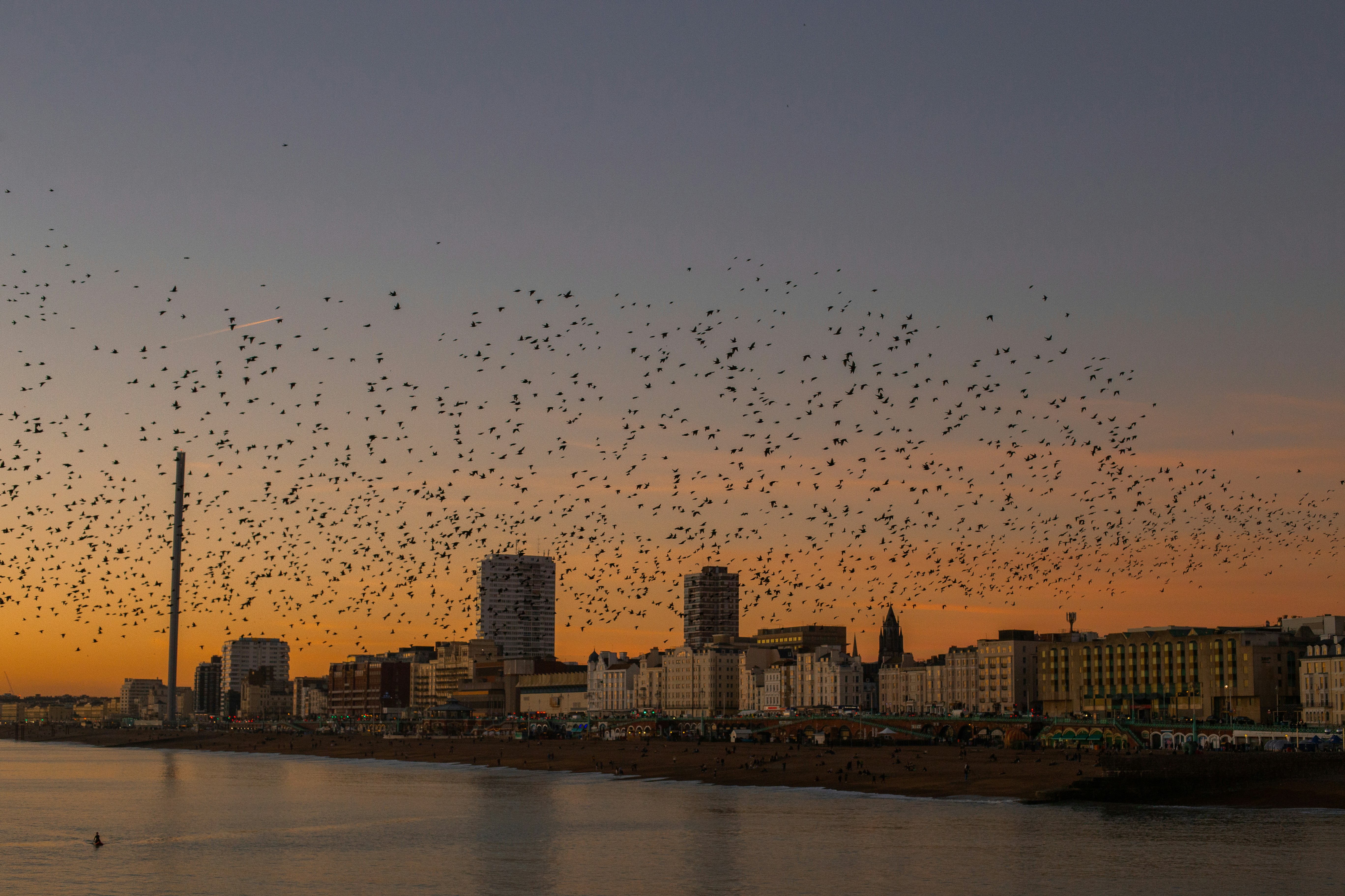 Sunset Swarm Over the Harbor: Birds Crossing the City Silhouette