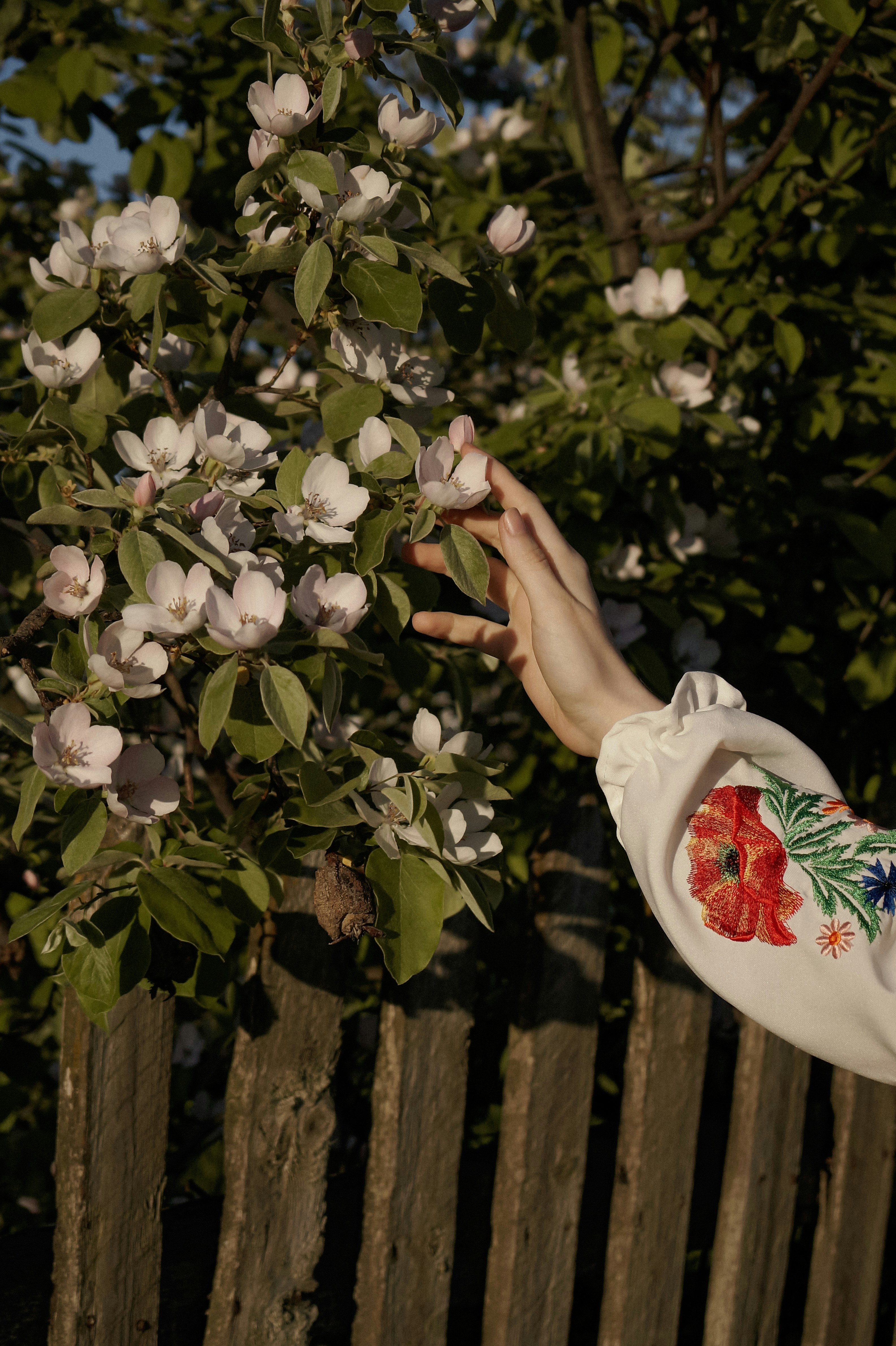 Hand Reaching Toward Blooming Dogwood in Afternoon Light