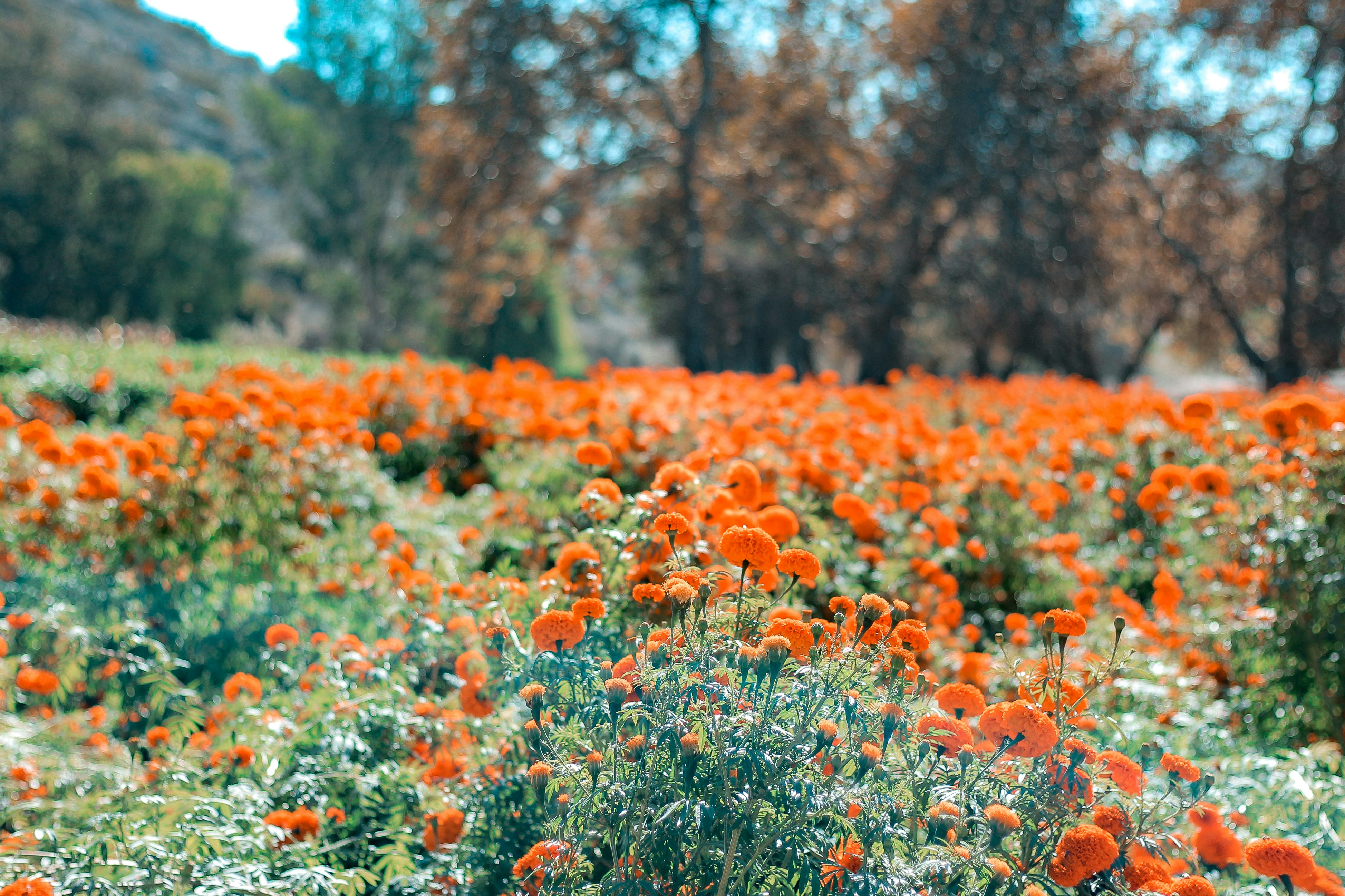 A field of orange flowers photo – Free Plant Image on Unsplash