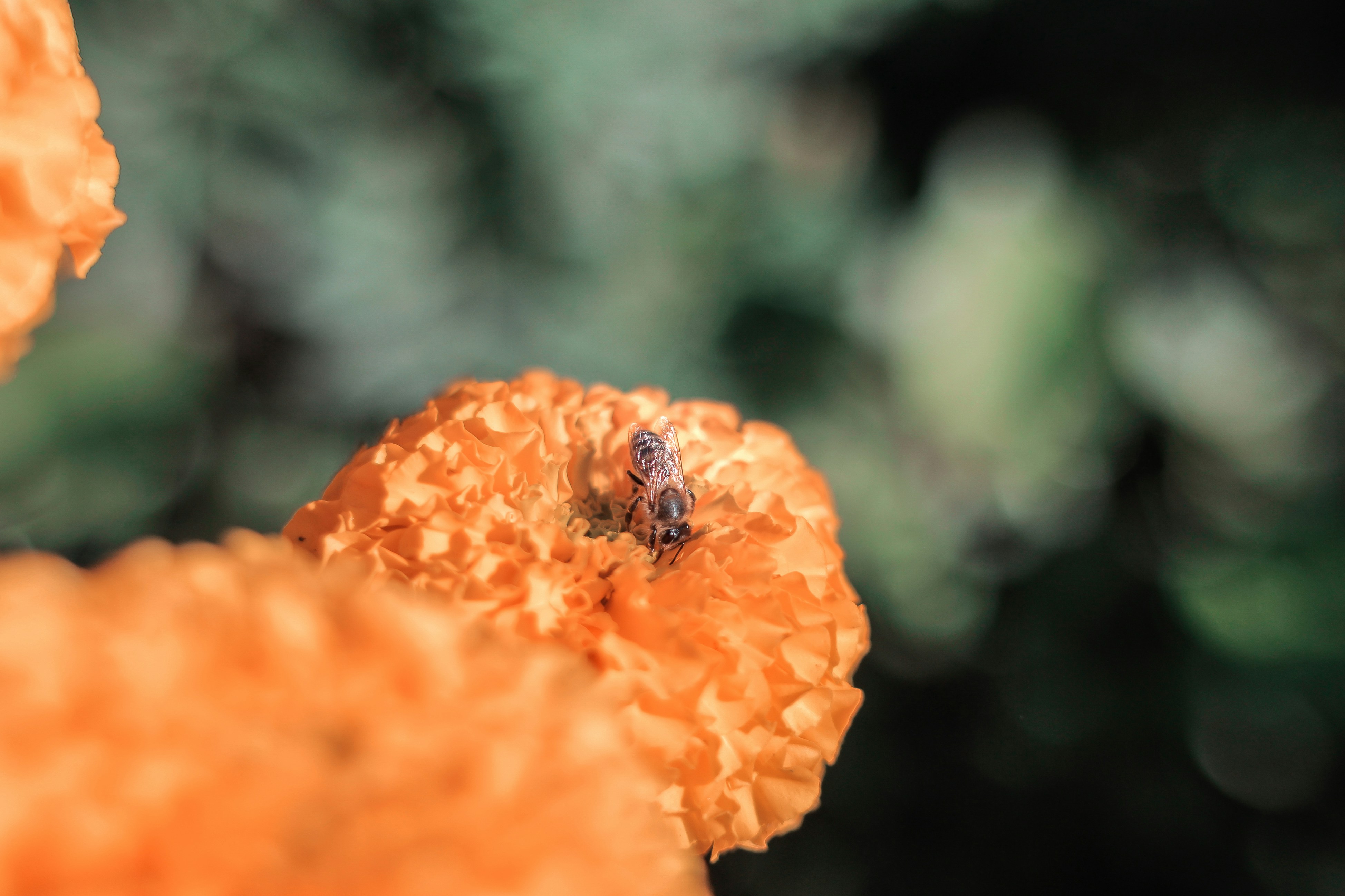 a bee on a flower