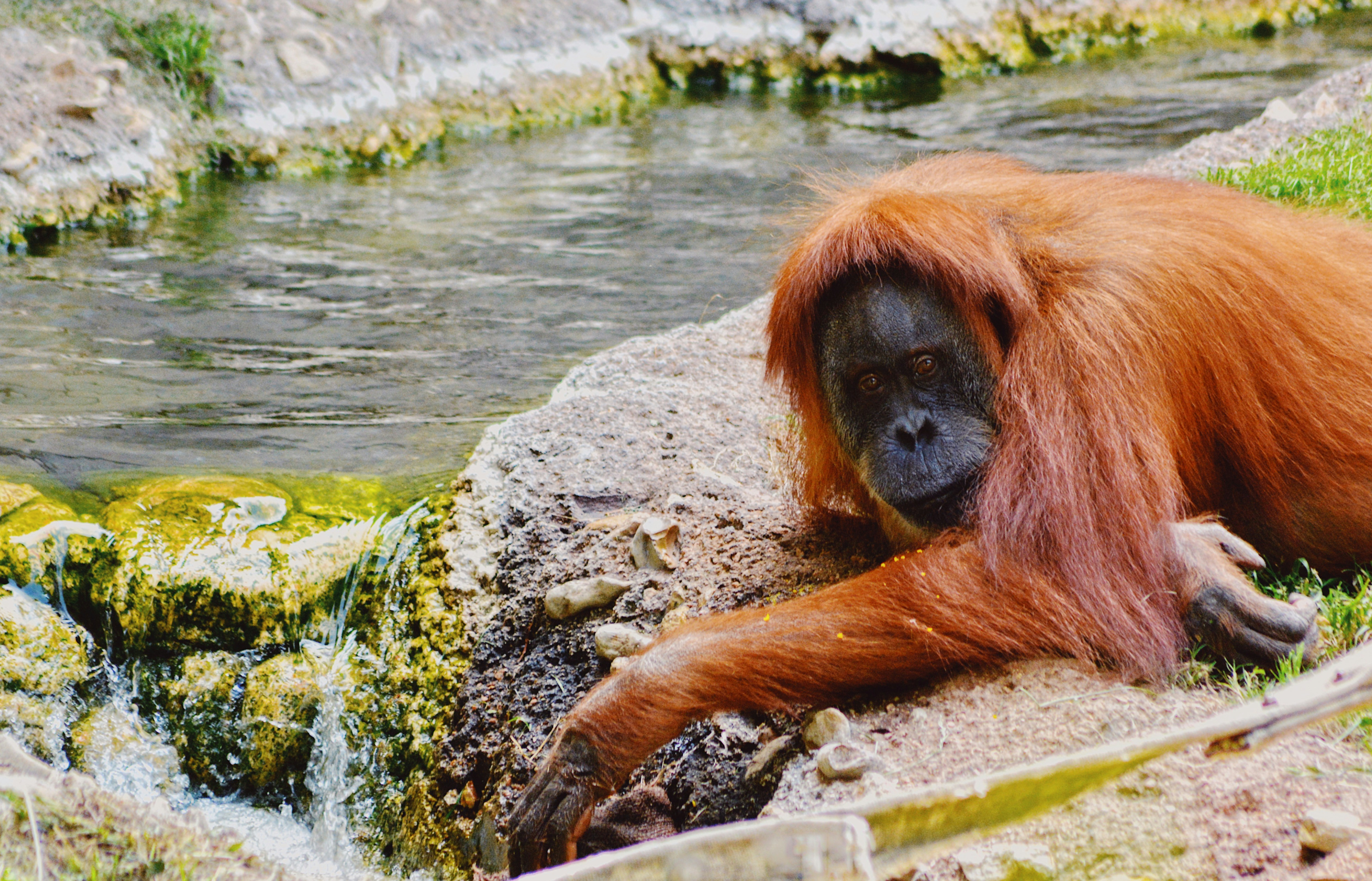 Sunlit Respite: Orangutan at the Mossy Edge of a Gentle Stream
