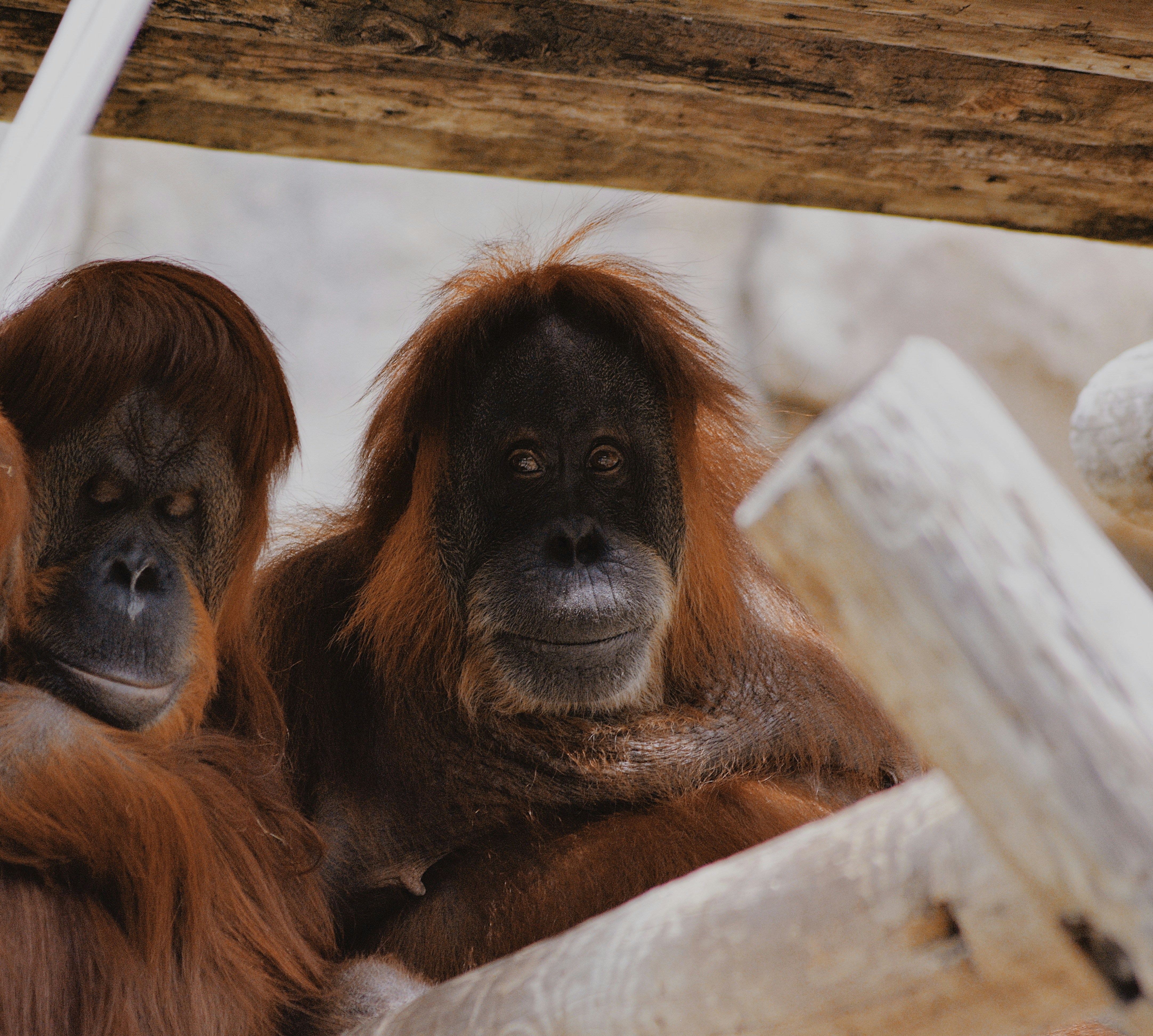 A couple of monkeys photo – Free Denver zoo Image on Unsplash
