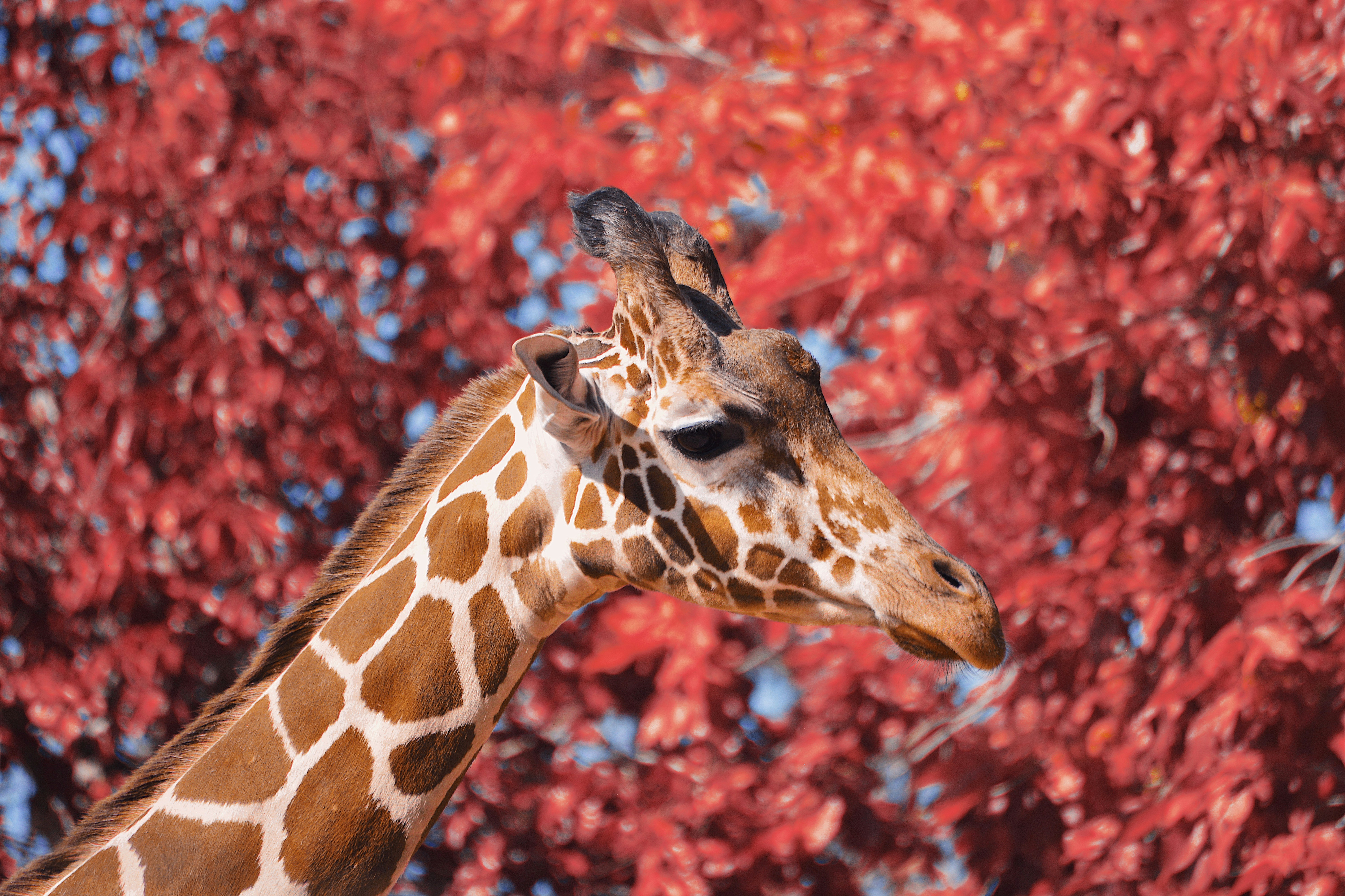 Crimson Backdrop, Giraffe's Quiet Gaze