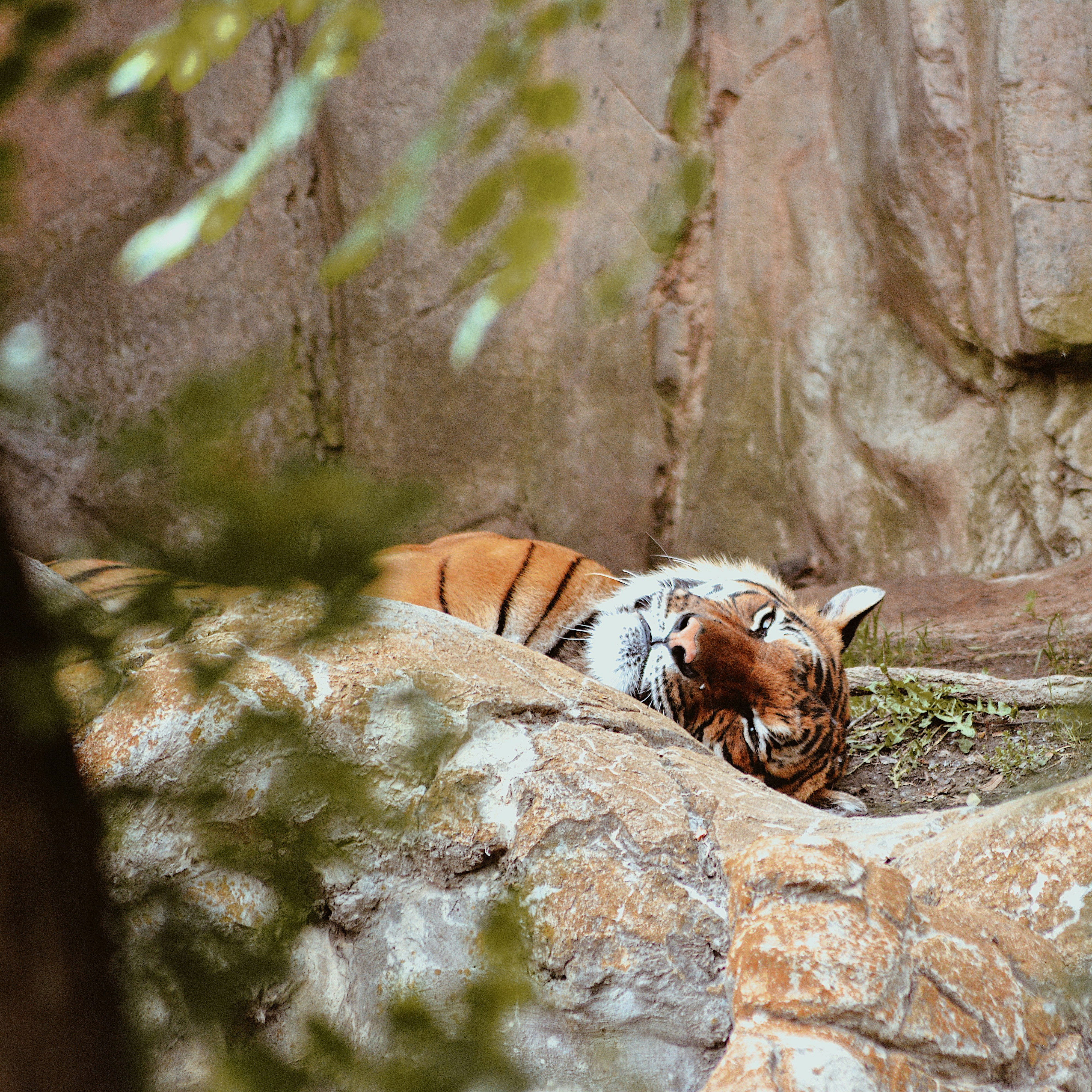 A raccoon lying on a rock photo – Free Denver zoo Image on Unsplash