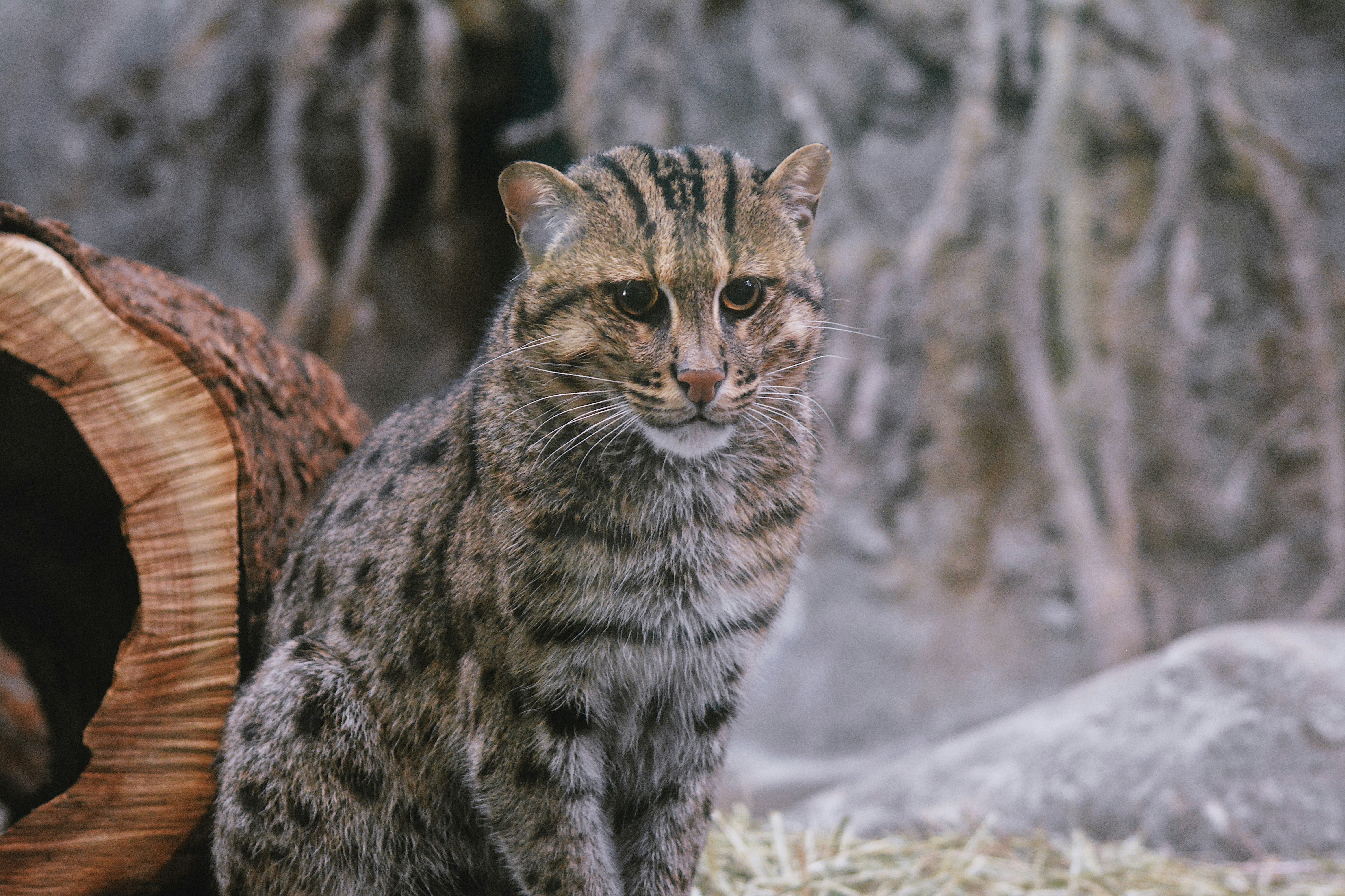 Snow-Kissed Tabby Watches from a Weathered Hollow Log