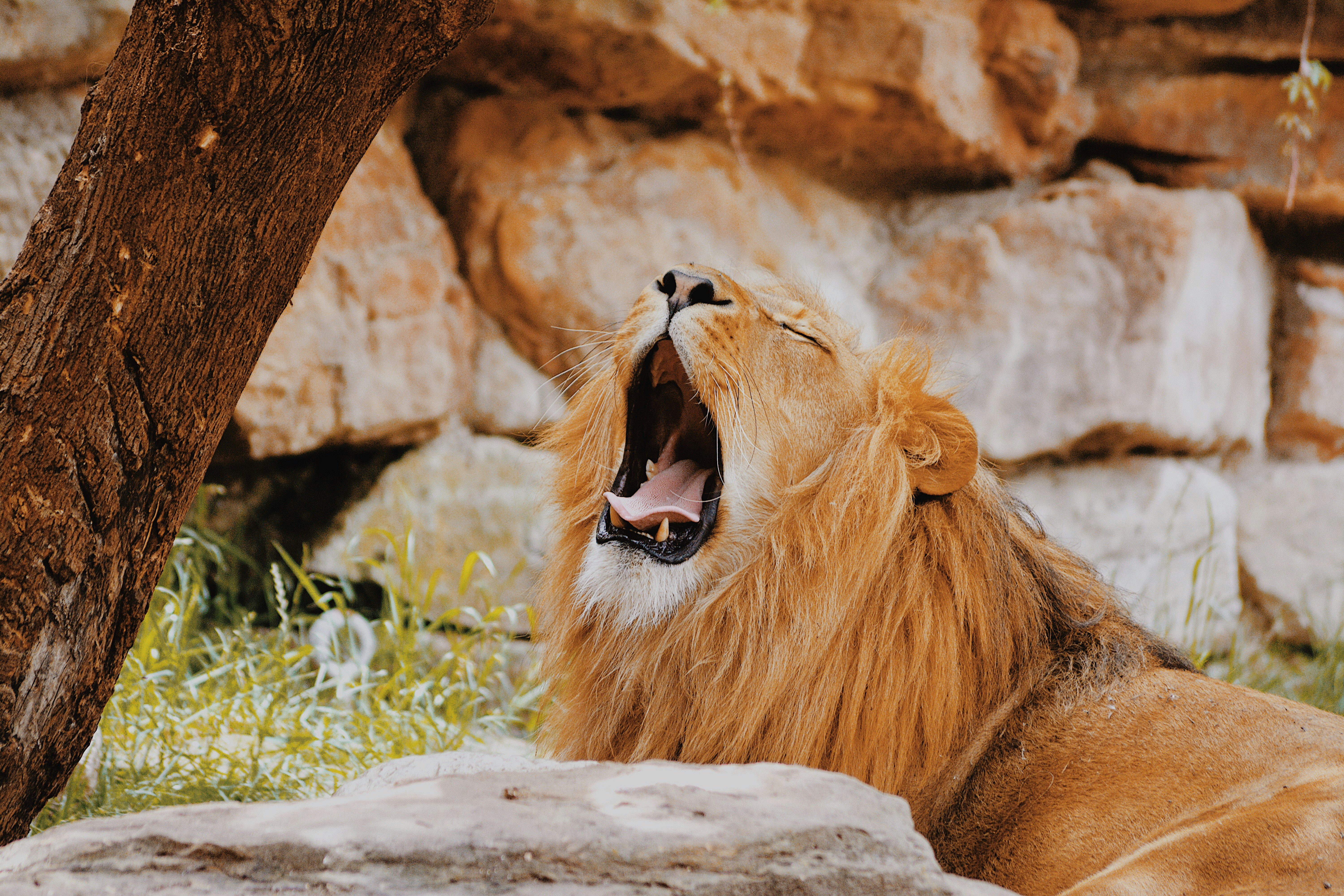 Yawning Majesty Under Stone and Shade