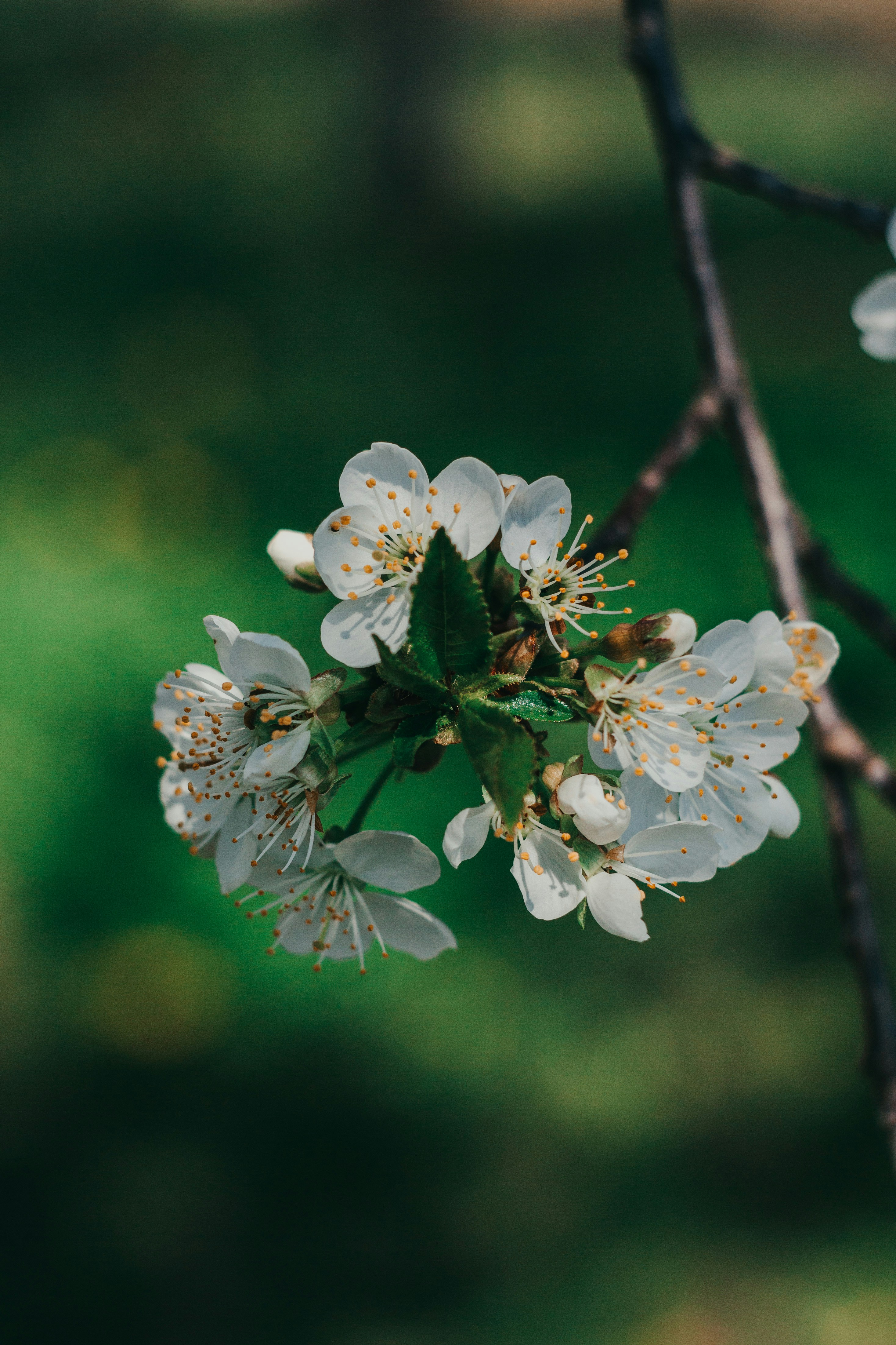 Petals in Portrait: A Tight Cluster of White Blossoms on a Sunlit Twig