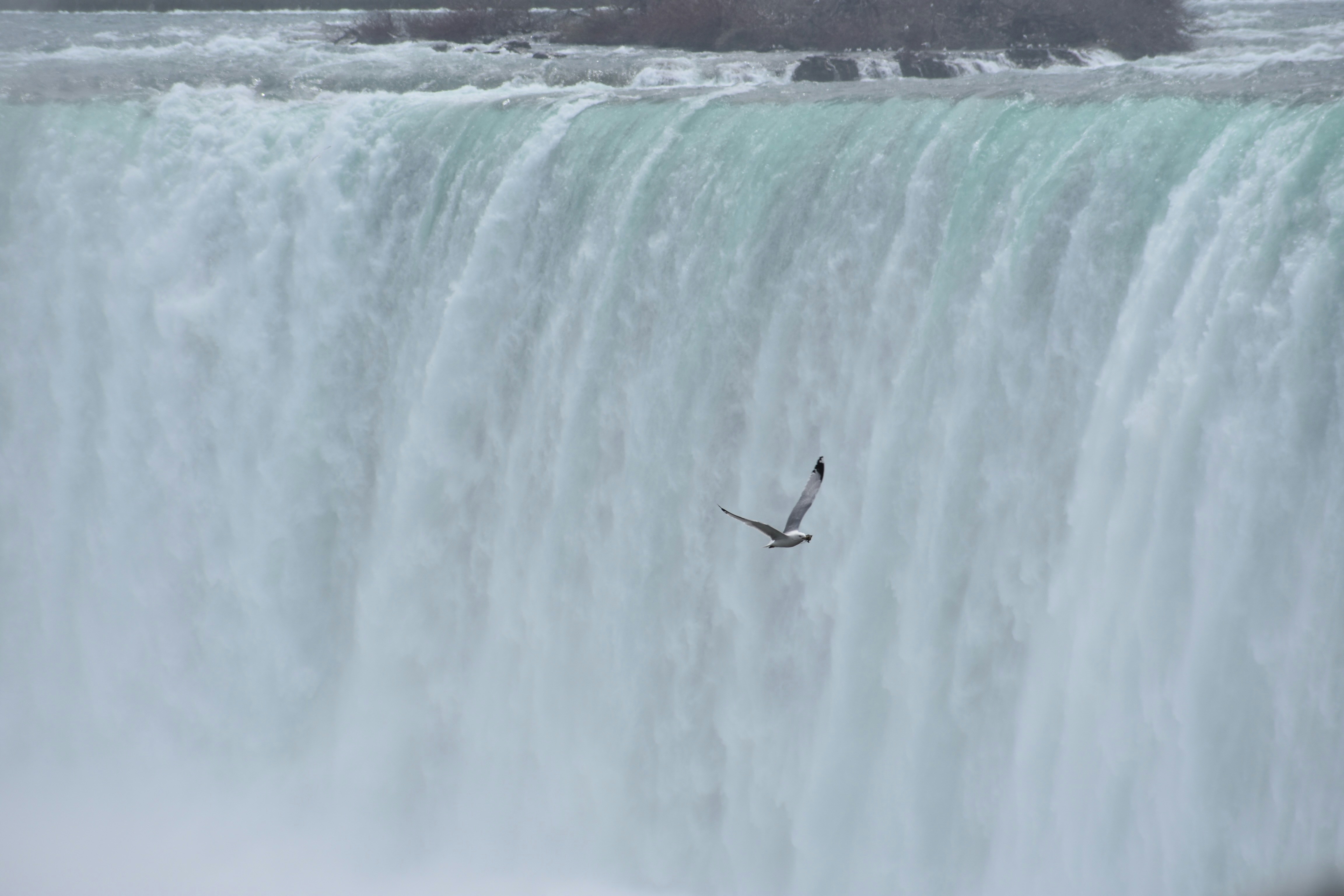 A bird flying over a large waterfall photo – Free Grey Image on Unsplash