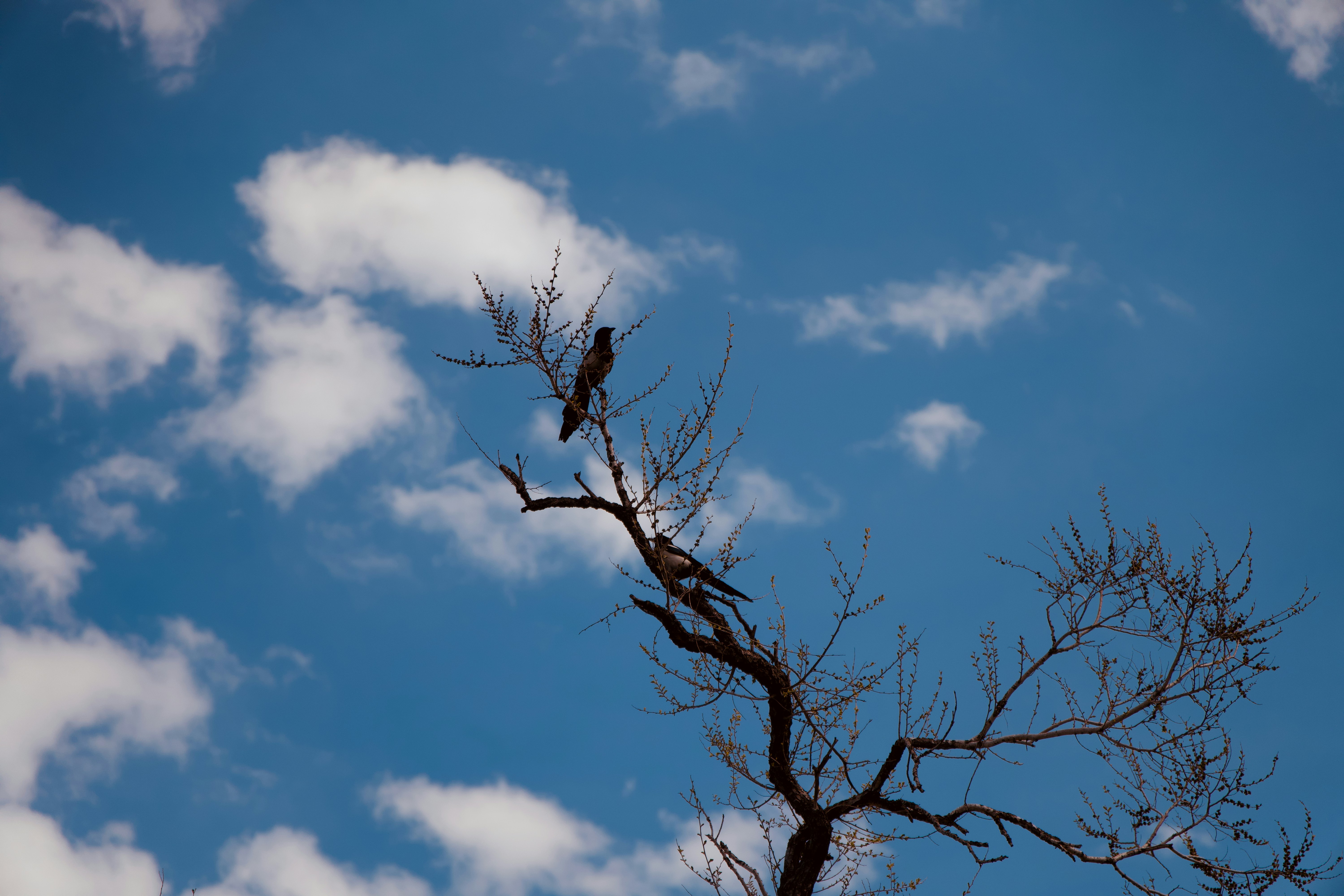 A majestic bird perched on a bare branch against a backdrop of vivid blue sky and scattered clouds.