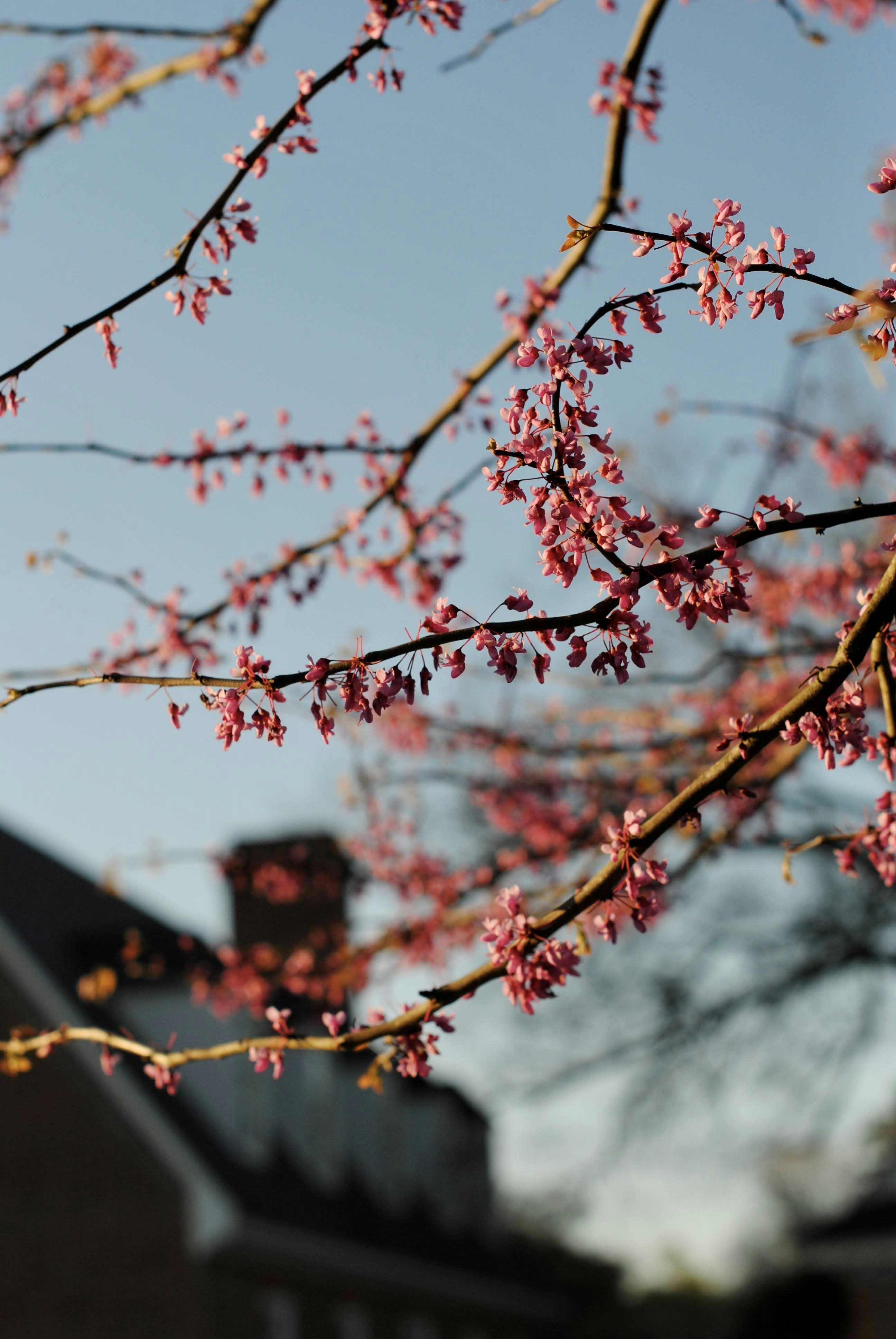 Delicate pink blossoms adorn branches against a clear sky, framing a charming house in the background. The scene evokes the tranquility of early spring.