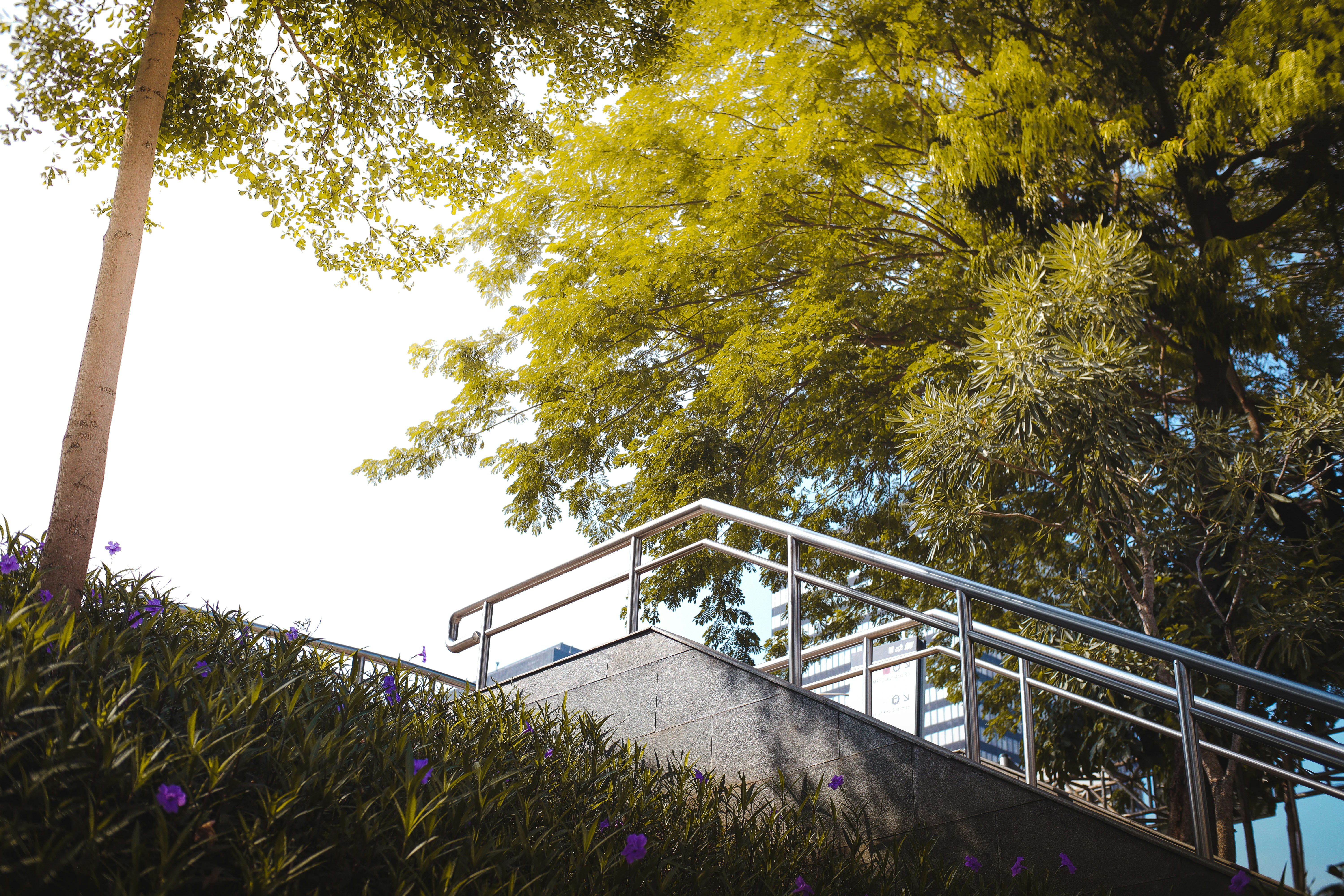 A gentle slope adorned with vibrant greenery and purple flowers, leading up to a modern railing against a bright sky. The scene captures a tranquil moment in an urban setting.
