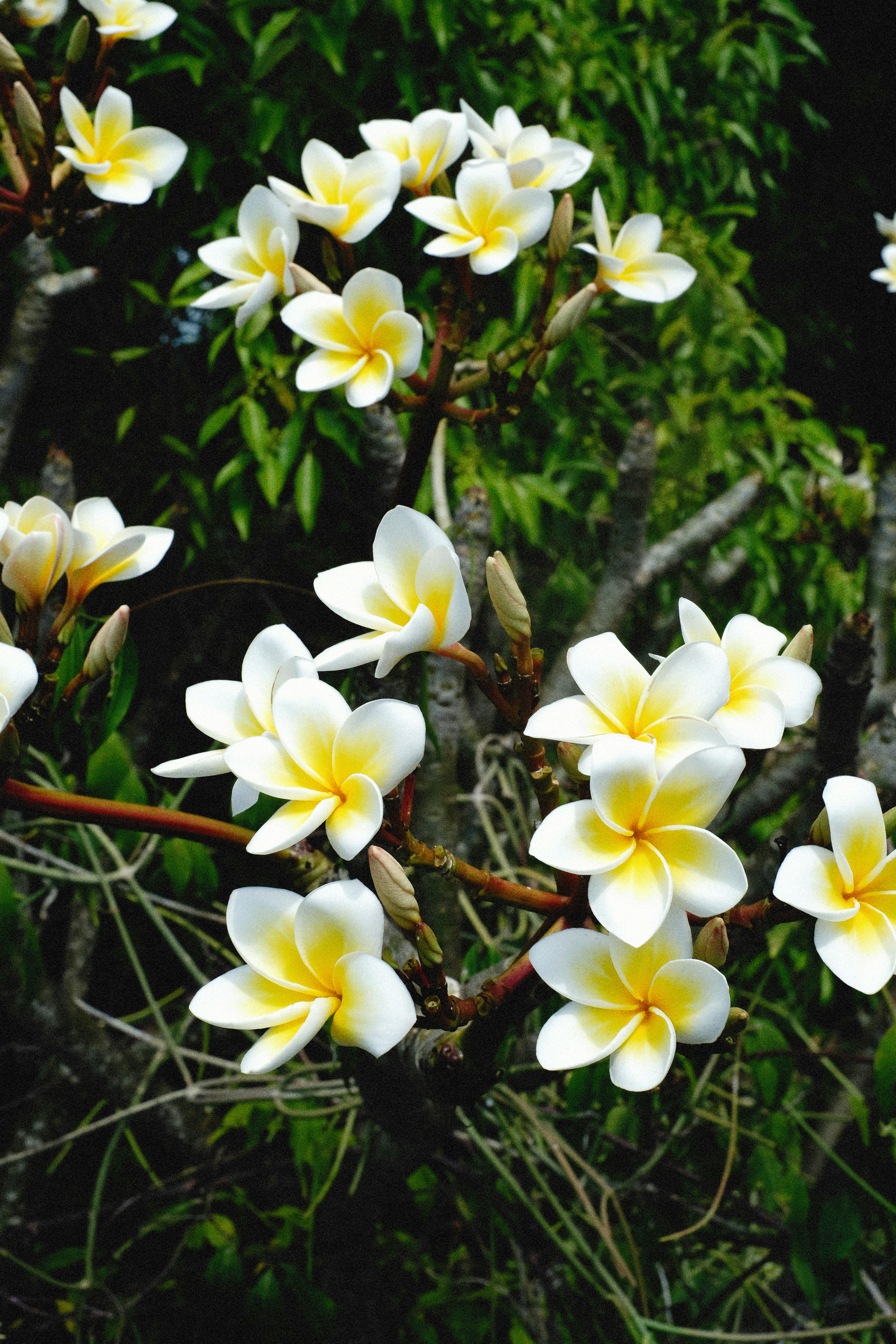 Sunlit Frangipani Clusters Adorn a Quiet Garden Branch