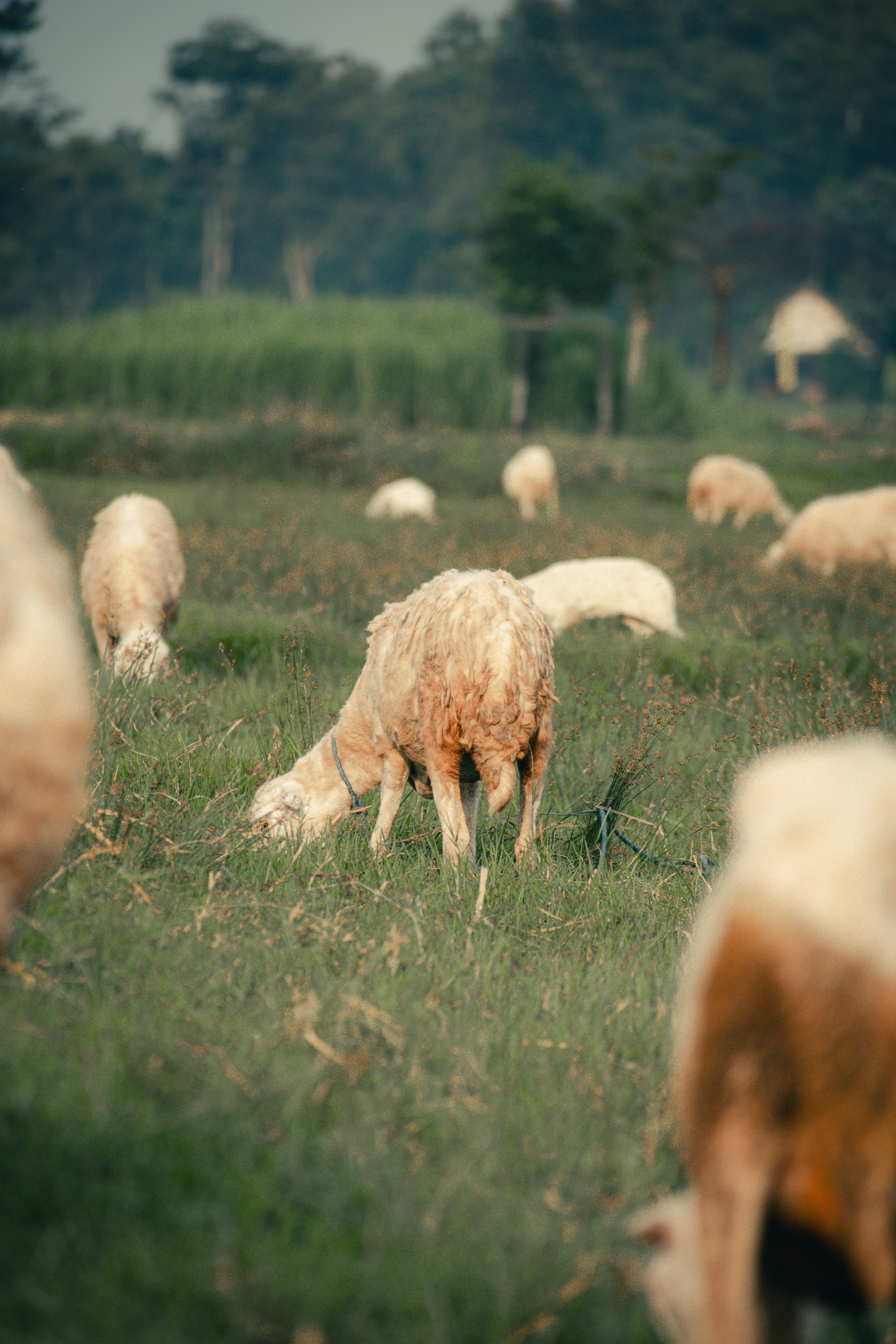 A group of sheep grazing peacefully in a lush green field, with soft sunlight illuminating their woolly coats. The background features blurred trees and a hint of a rural landscape.