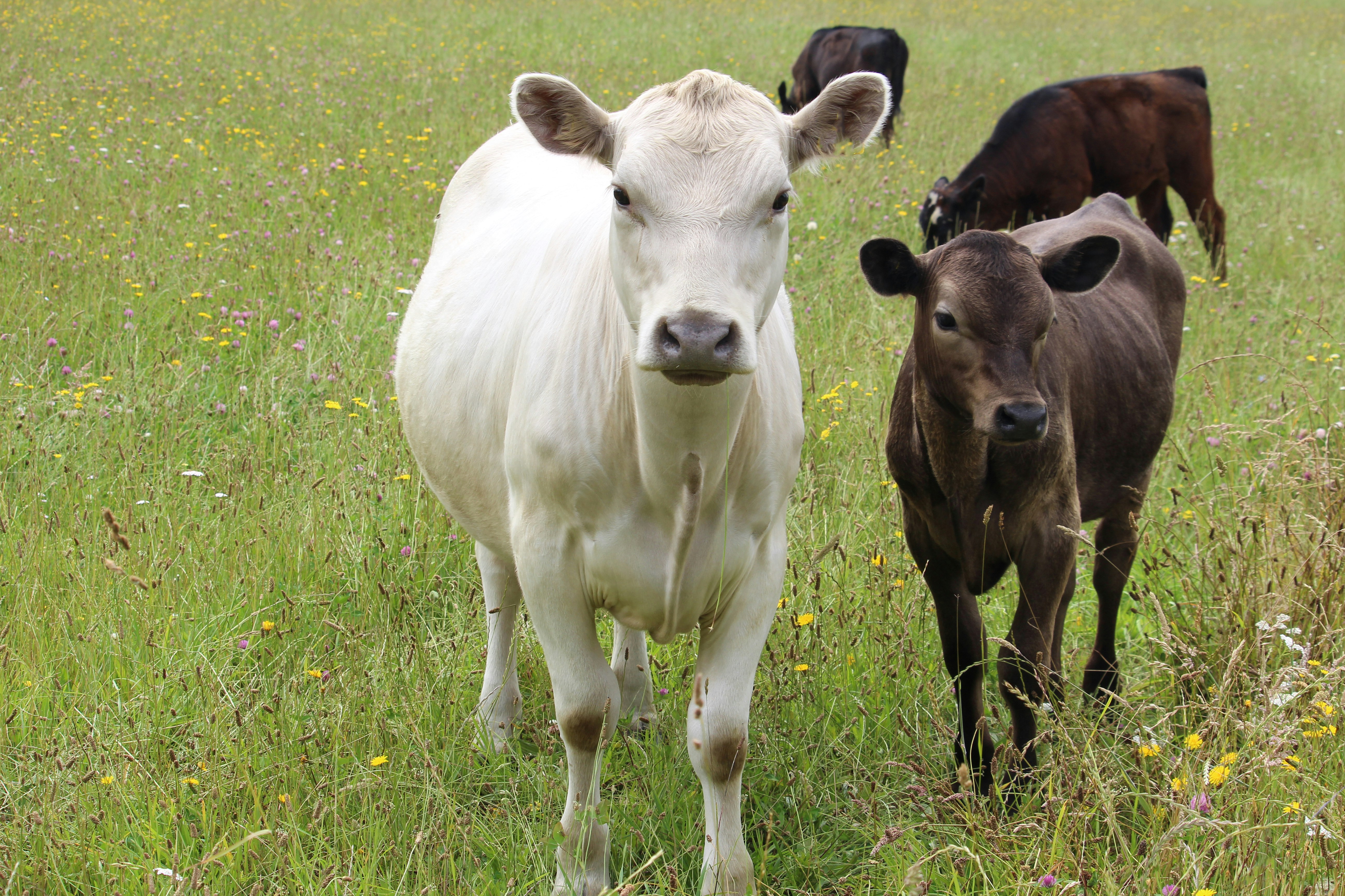 Lead with Quiet Gaze: A White Cow Heads a Curious Meadow Herd