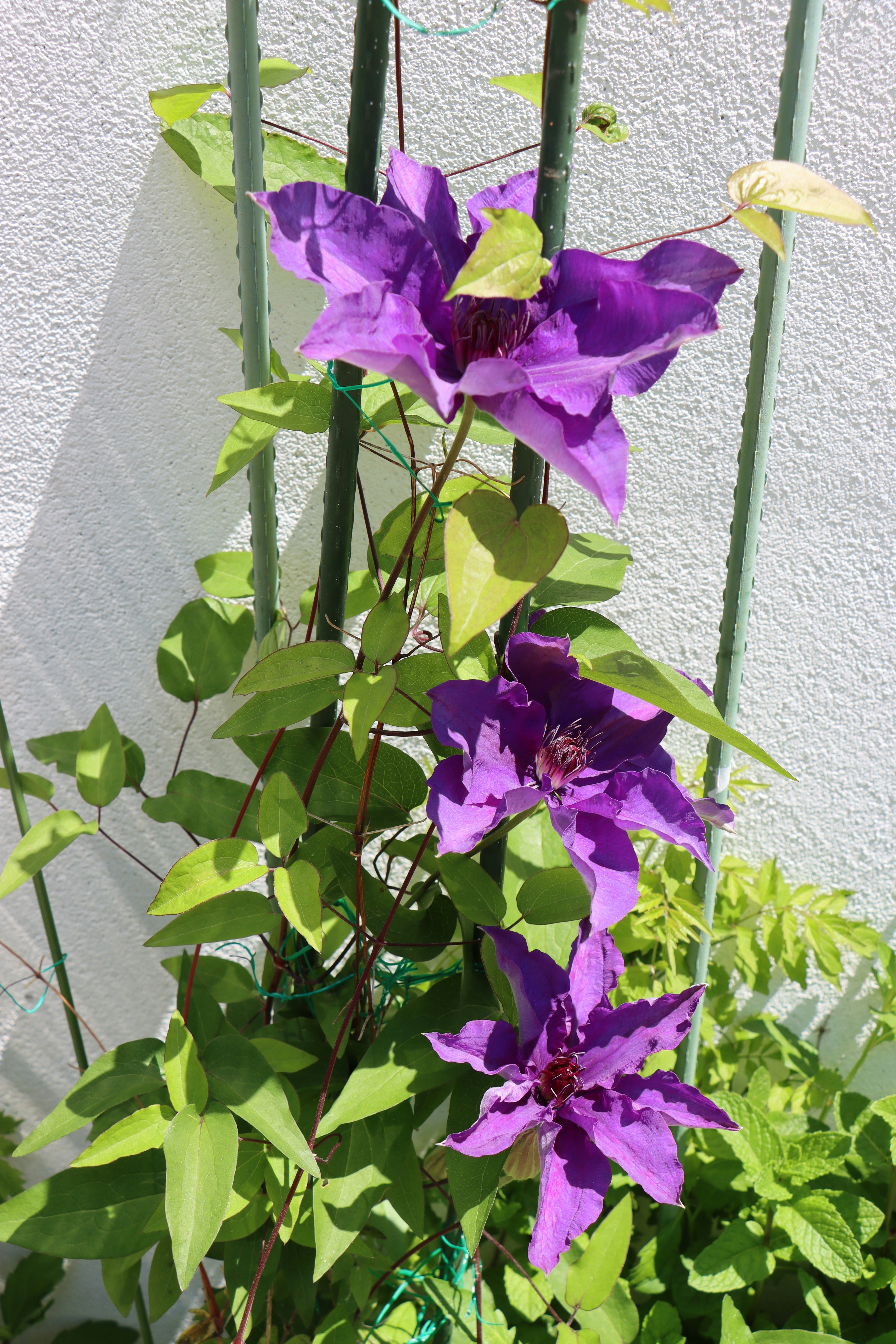 Violet Clematis Crowned Along a Sunlit Trellis by a White Wall