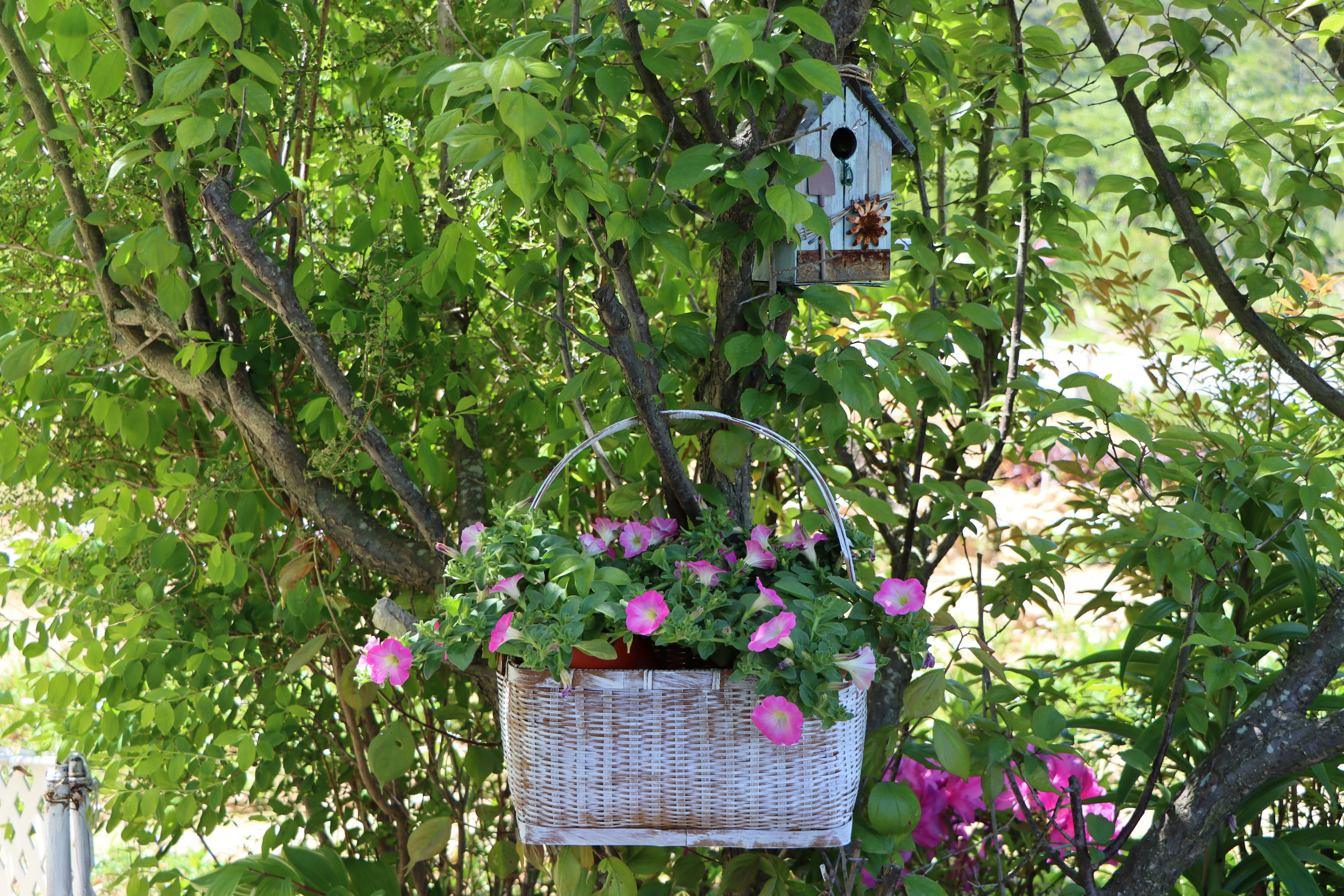 Surfinia flower basket and a bird house is hung on a tree.
Do birds live in that bird house of not?
You guess! haha.