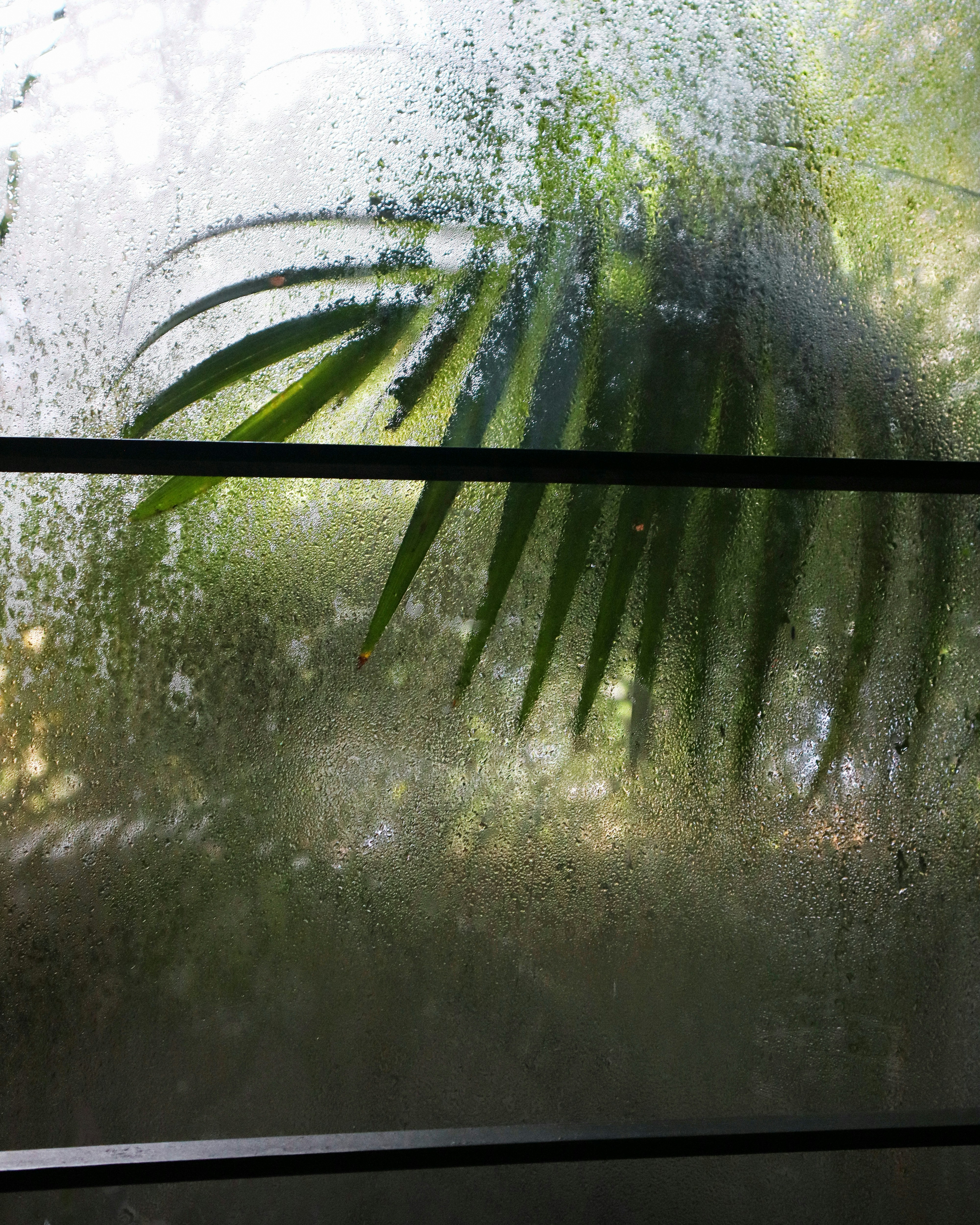 Lush green palm fronds partially obscured by condensation on glass, creating a serene, dreamlike atmosphere.