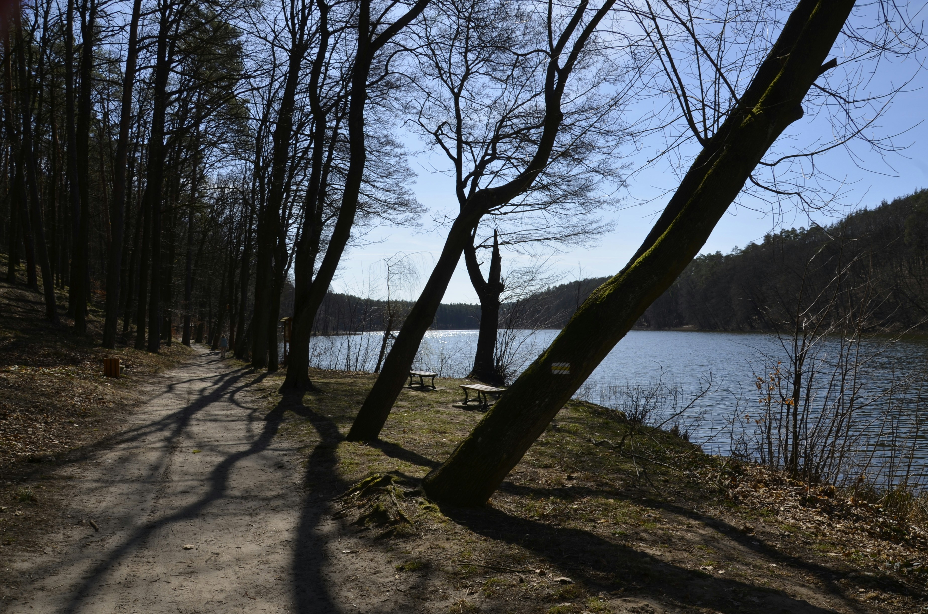 Lakeside Shade: Leaning Trees, Quiet Path, and a Distant Bench
